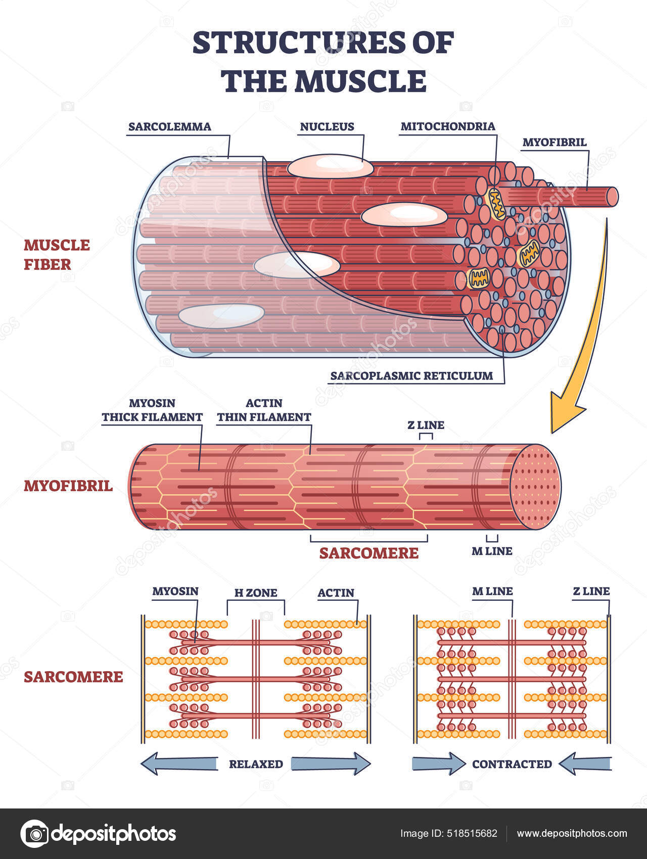 Strukturen der Muskulatur mit Faser, Myofibrille und Sarkomere Skizze ...