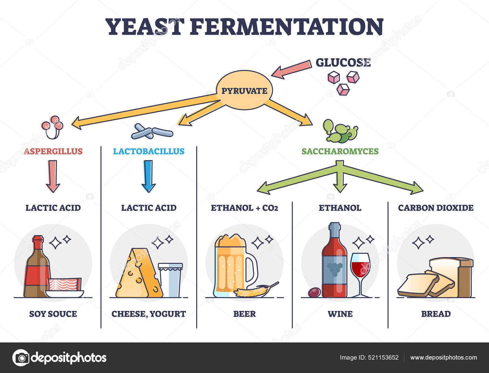 Fermentación Del Vino Casero