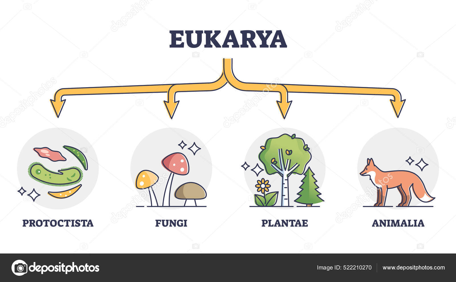 Eukaryoter och eukarya som innesluten kärna organismer division skissera diagram — stockvektor ...
