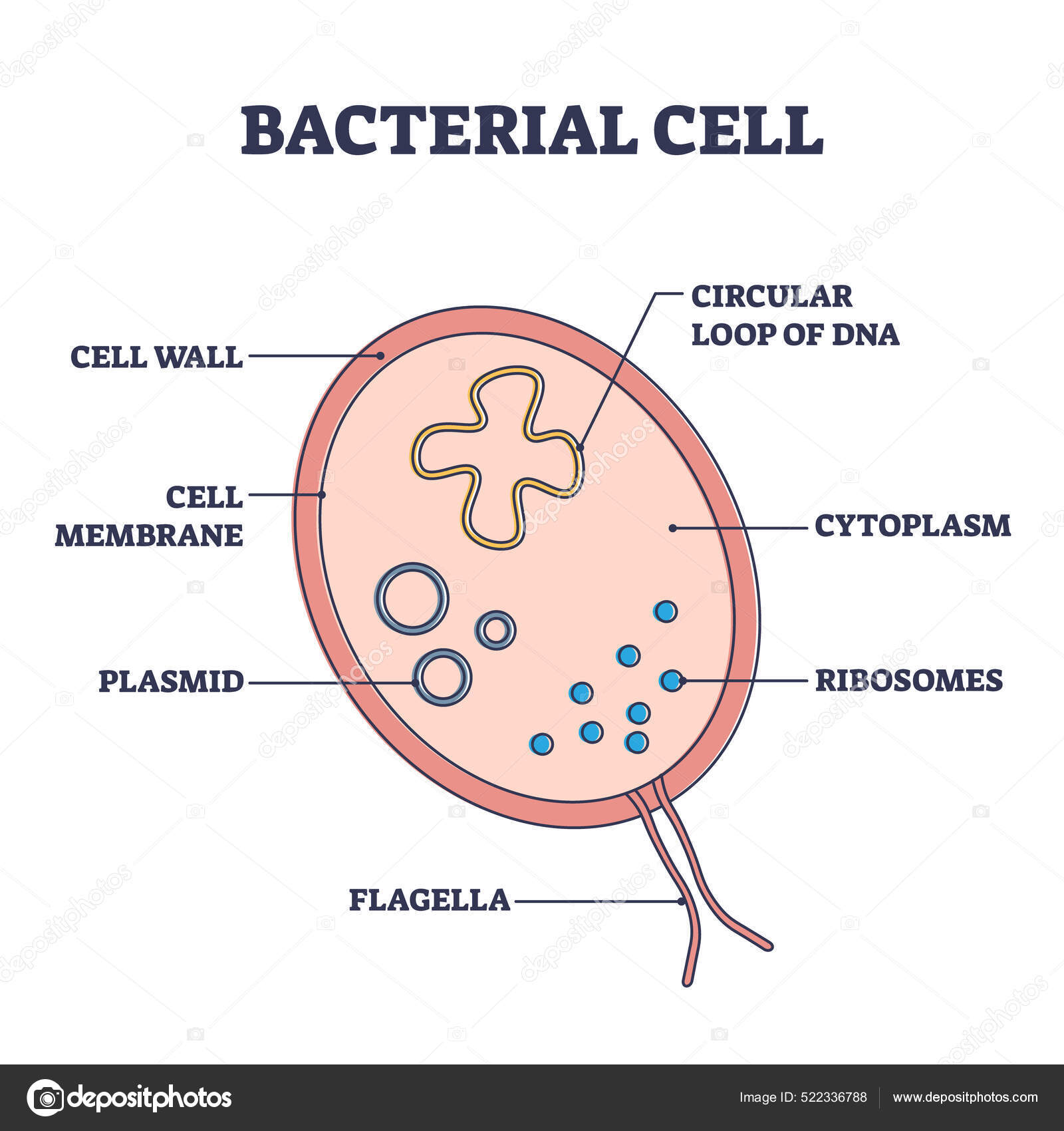 Bacteria Structure Diagram Bacteria Cell Structure Royalty Free Vector