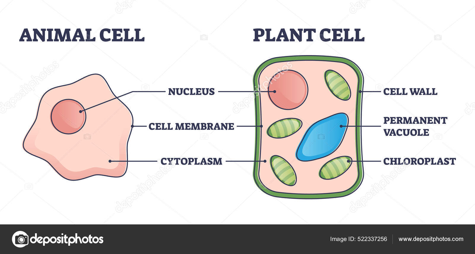 Animal vs plant cell structure comparison with differences outline ...