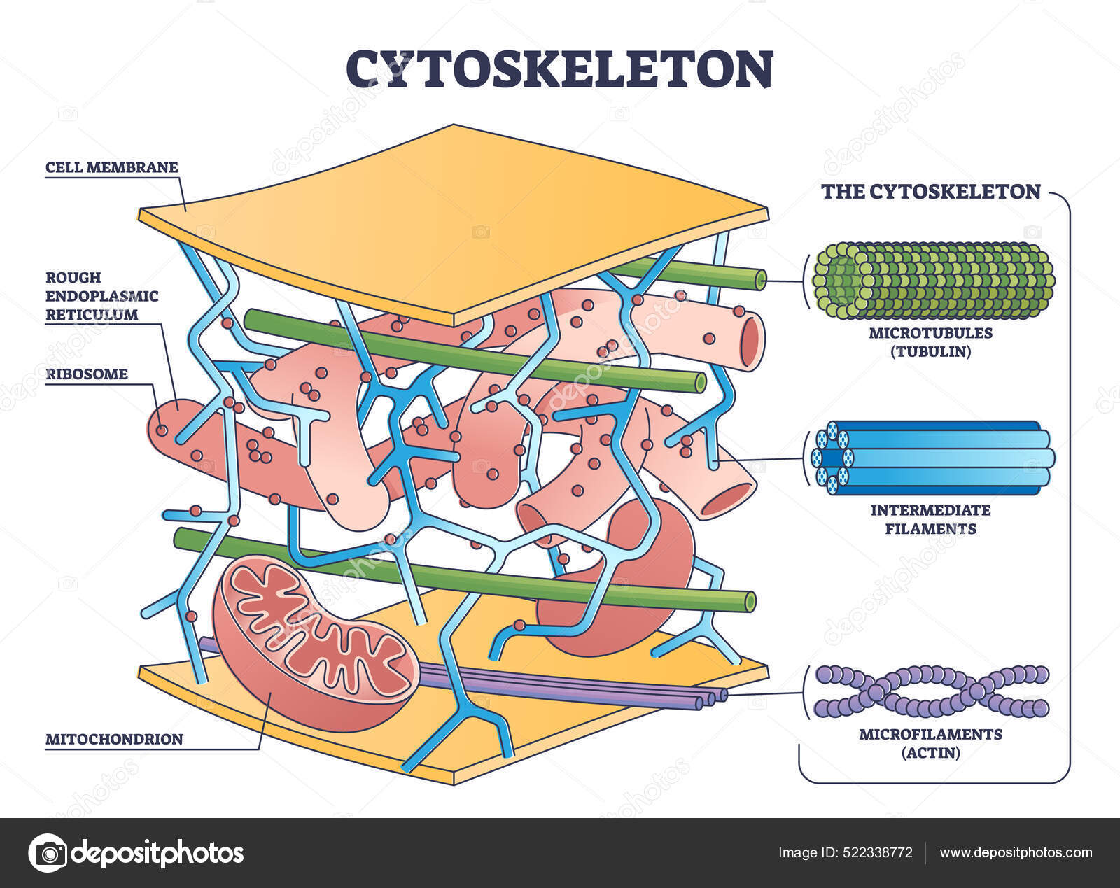 Cytoskelet In Een Plantencel Diagram