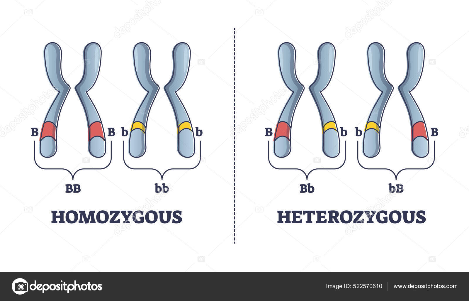 Heterozygous Biology