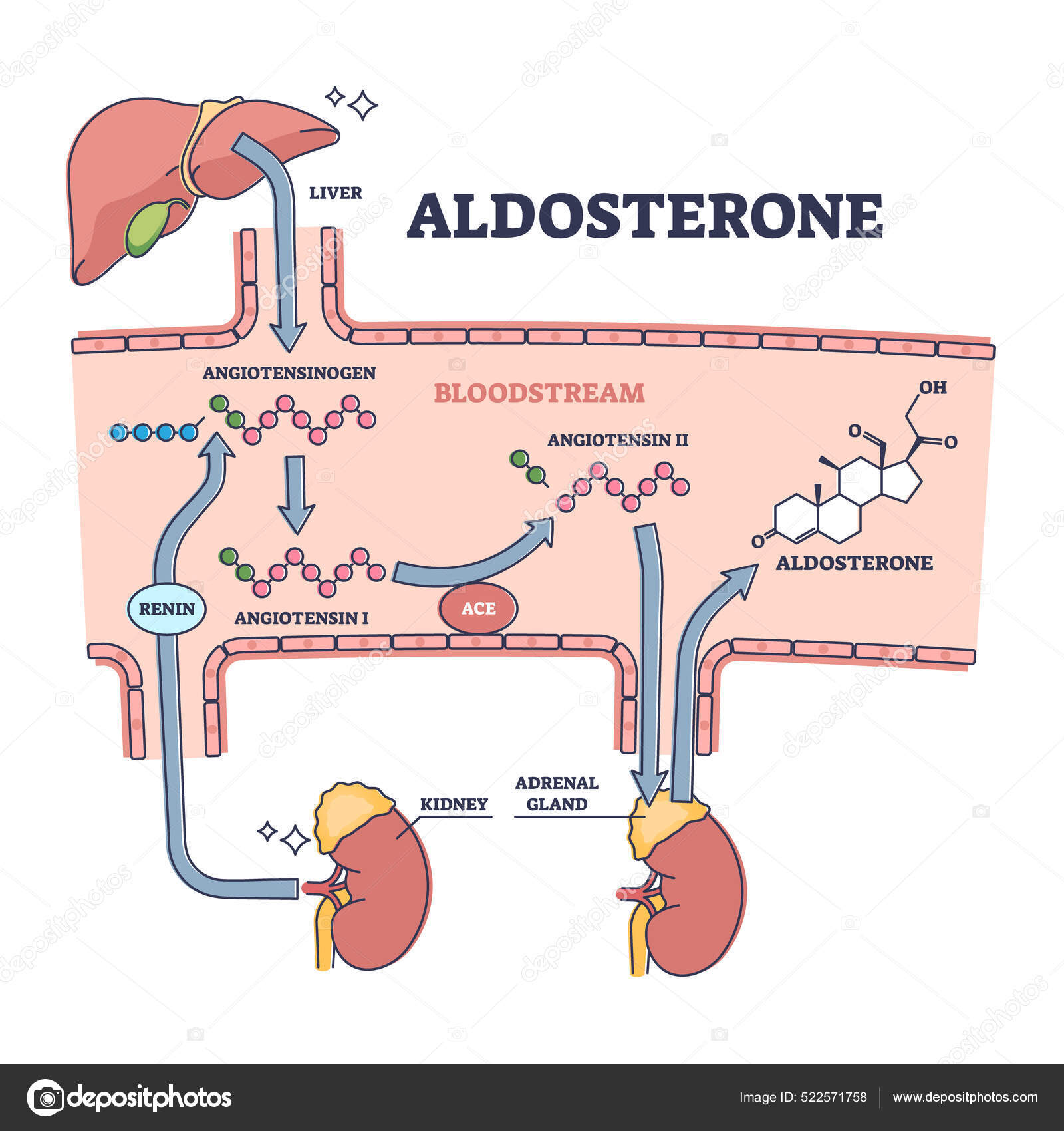 Aldosterone Mineralocorticoid Steroid Hormone Release Process Outline Diagram Stock Vector Image