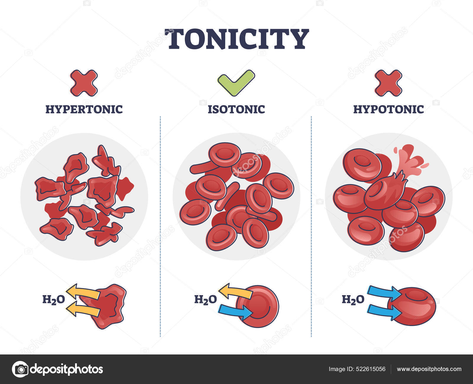Tonicité en hypertonique osmotique, isotonique, diagramme de contour de ...