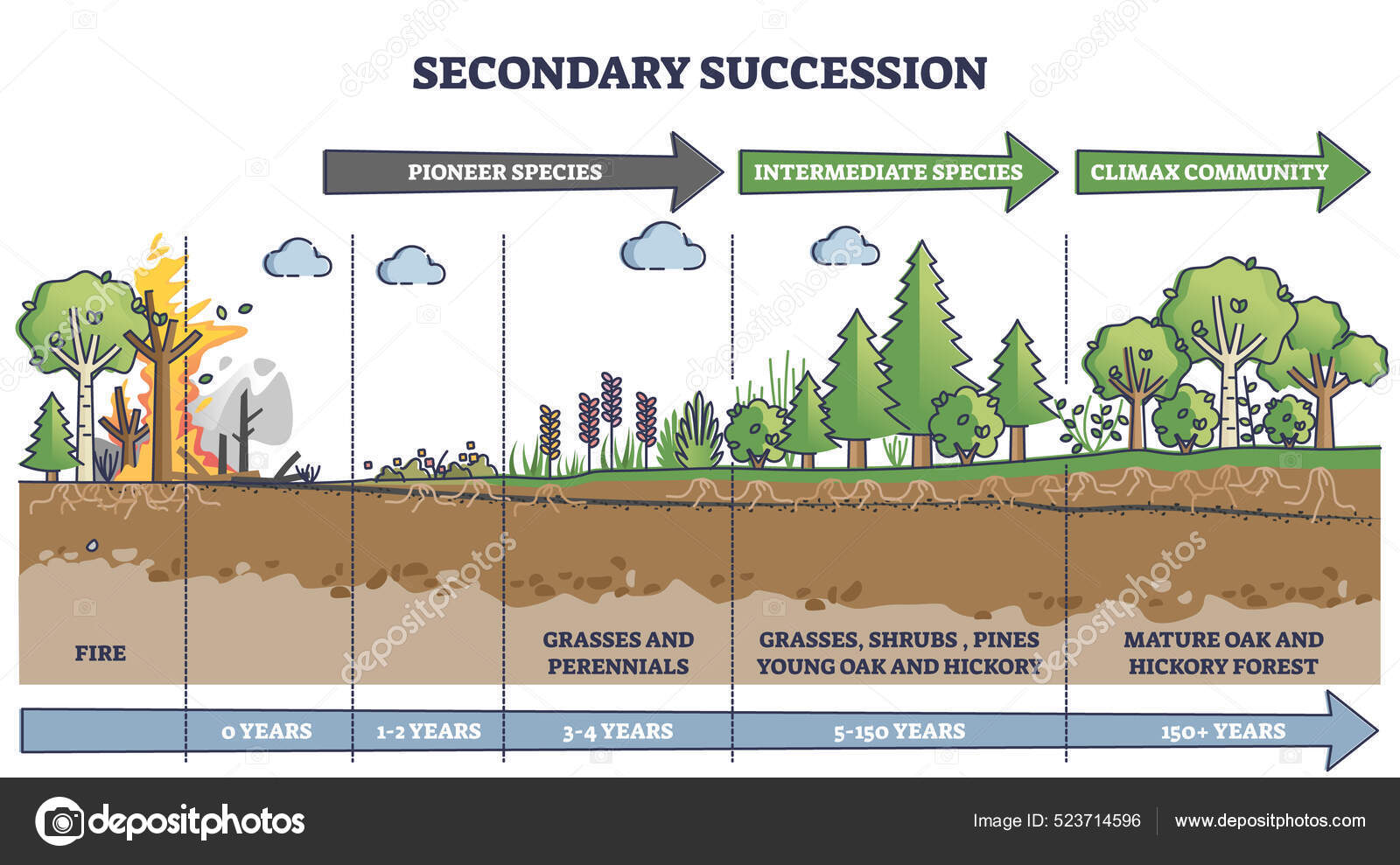 Ecological Succession Diagram Stages Of Ecological Succession On Urban