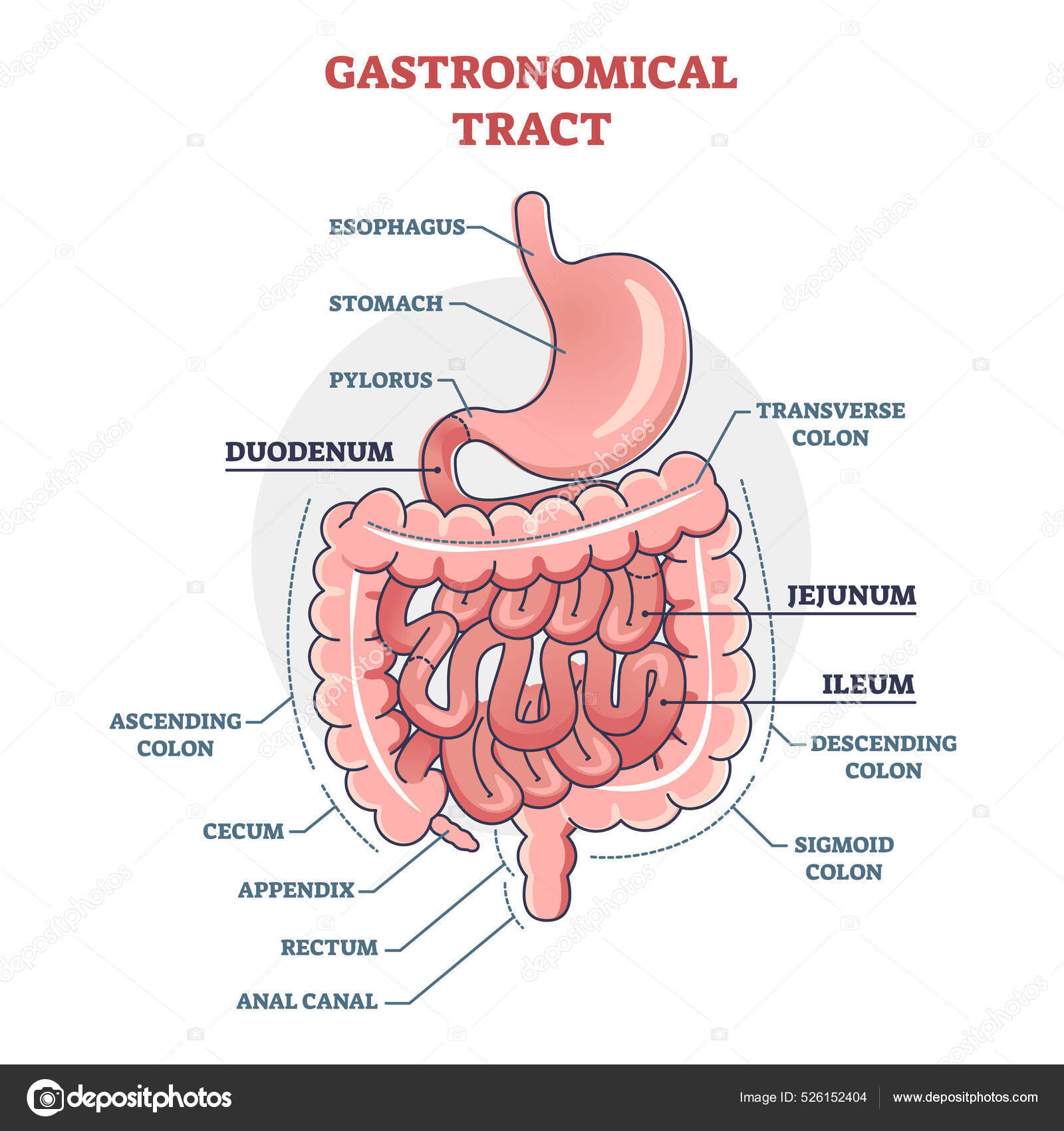 Gastronomical tract and digestive system isolated structure outline ...