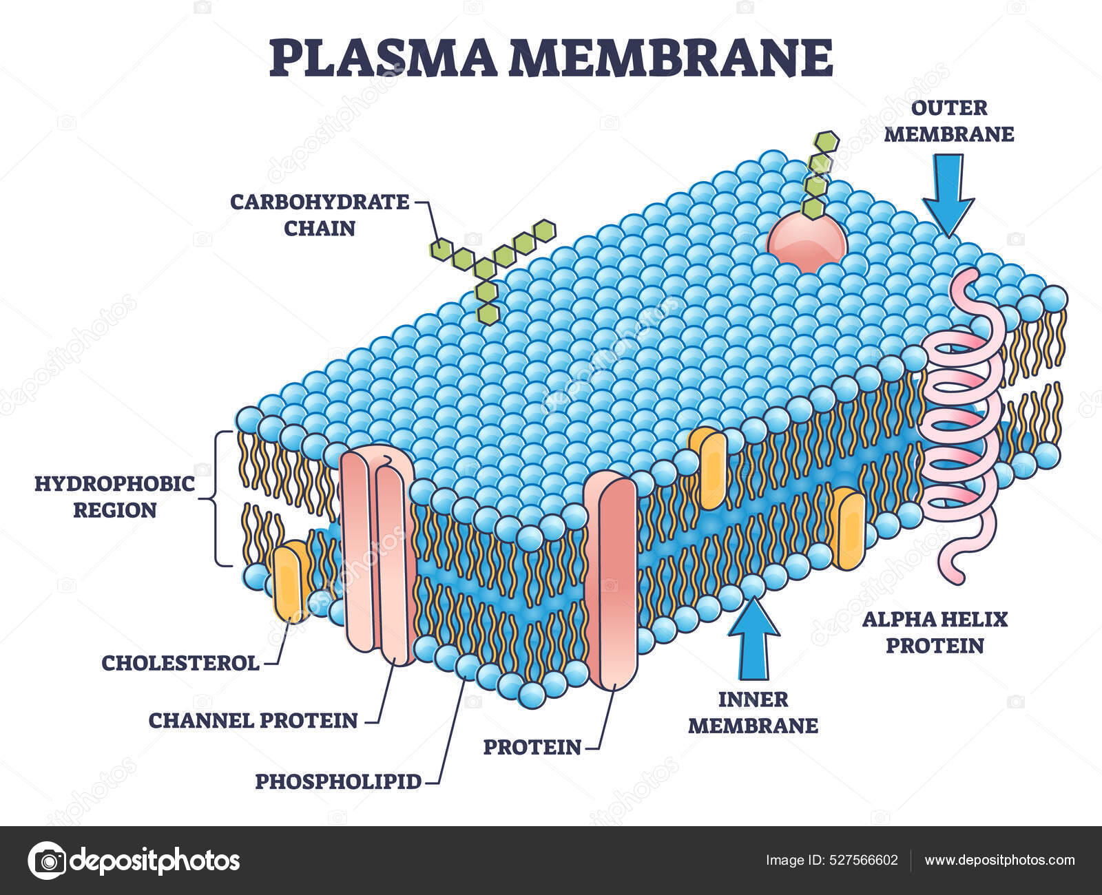 What Is The Diagram Of Cell Membrane - Infoupdate.org