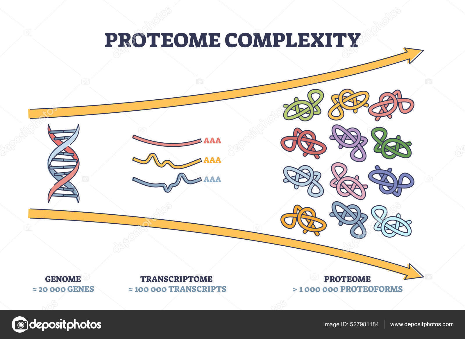Proteome complexity as cellular complex microcosm division outline ...