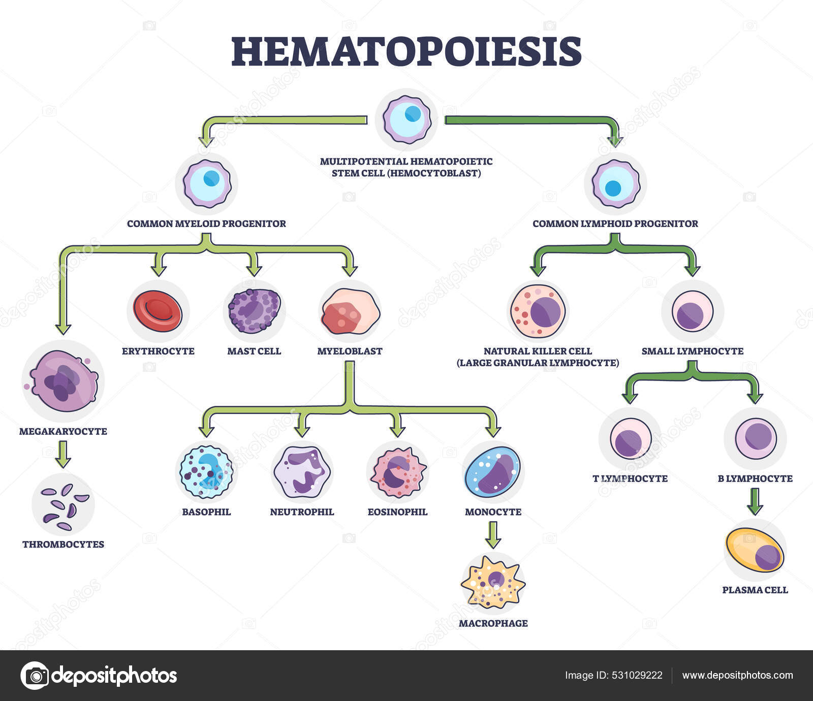 Diagrama De Celulas Linfocitos