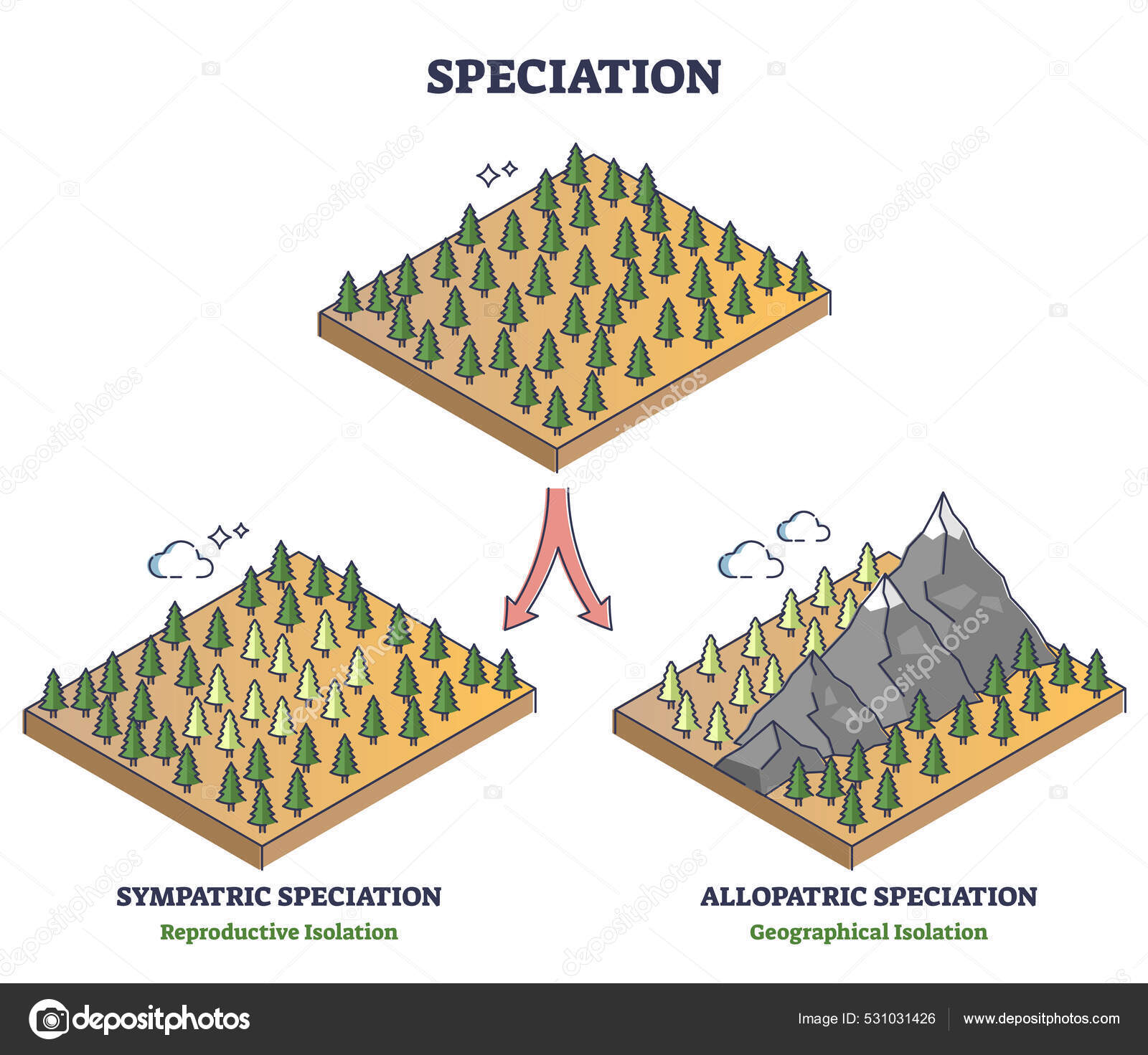 Allopatric Speciation Animation