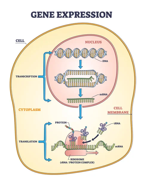 Trna Vector Art Stock Images | Depositphotos