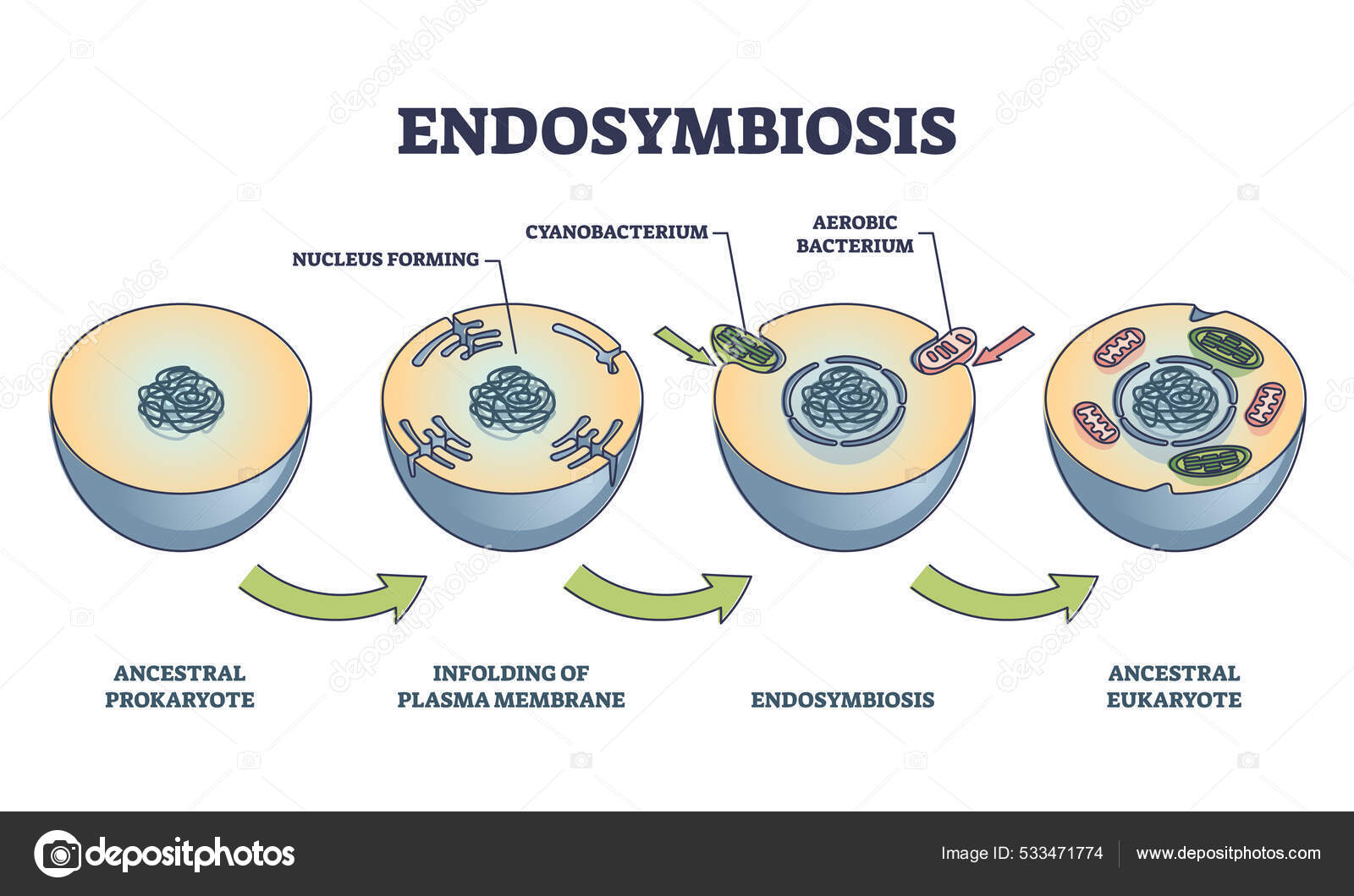 Etapas del proceso de endosimbiosis con organismos vivos simbióticos diagrama de contorno Vector ...