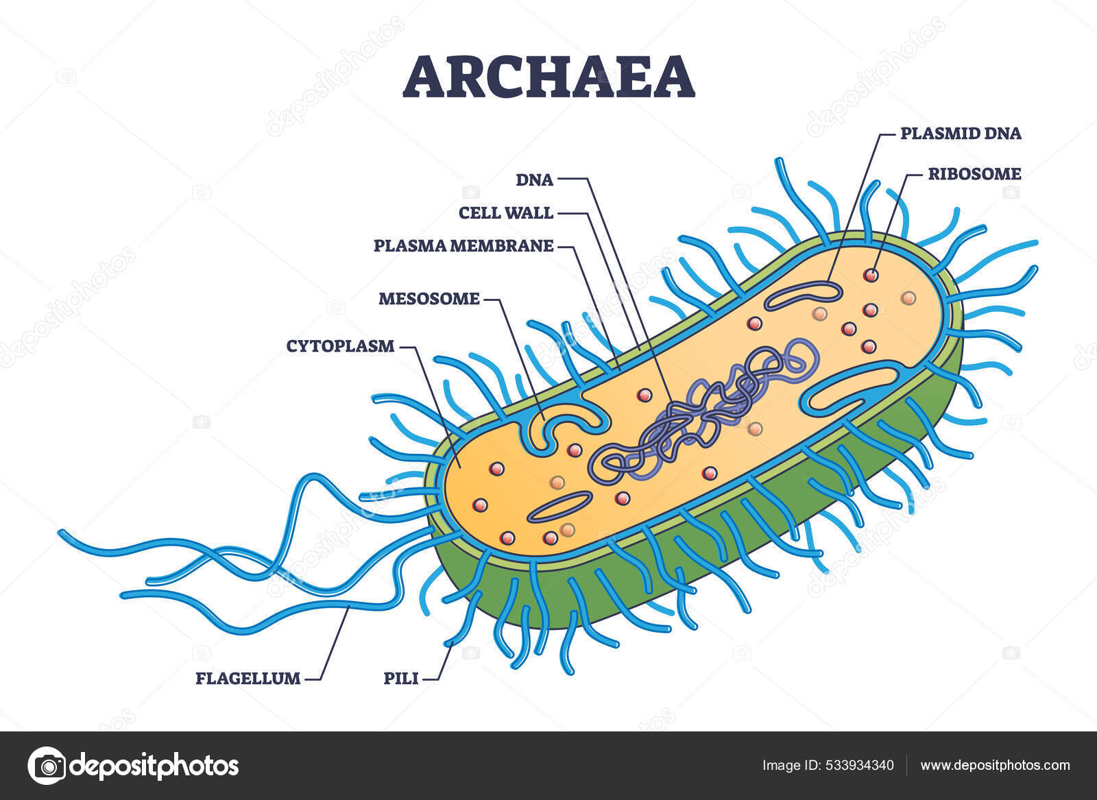 Archaea or archaebacteria detailed anatomical inner structure outline diagram Stock Vector by ...