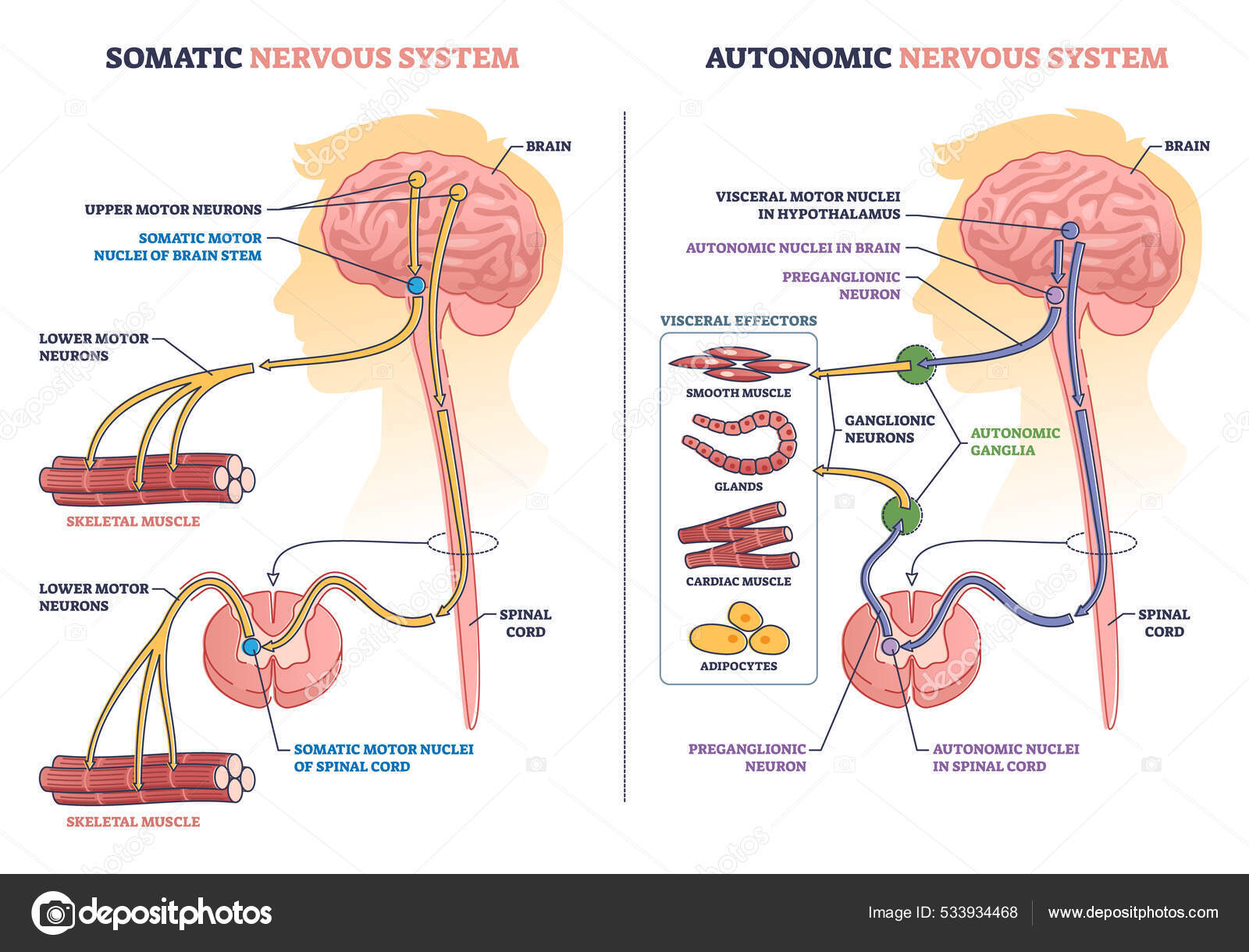 Illustration de Schéma somatique vs division autonome du système ... Illustration de Schéma somatique vs division autonome du système ...