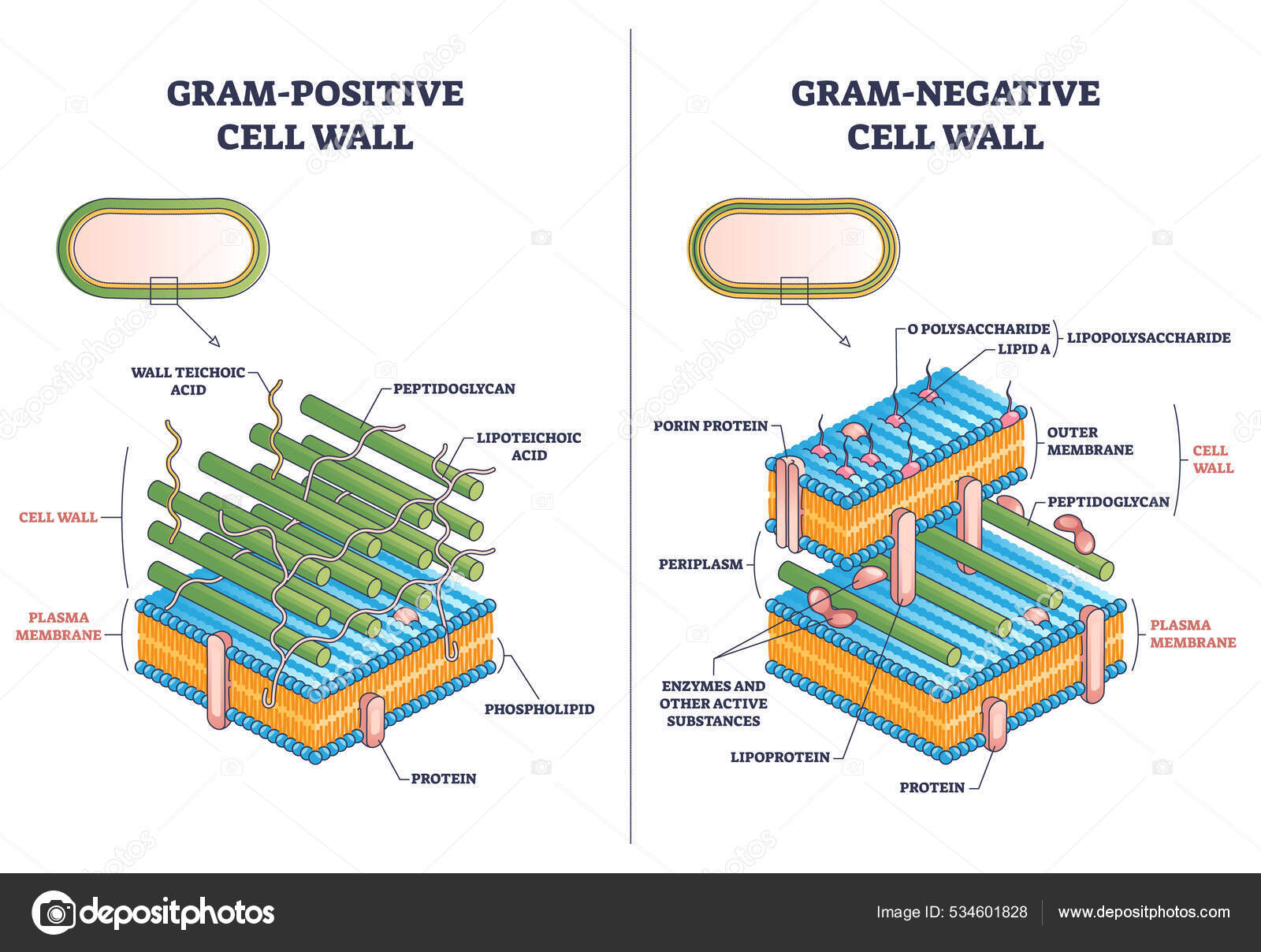 Gram positive versus negative cell wall structure differences outline ...