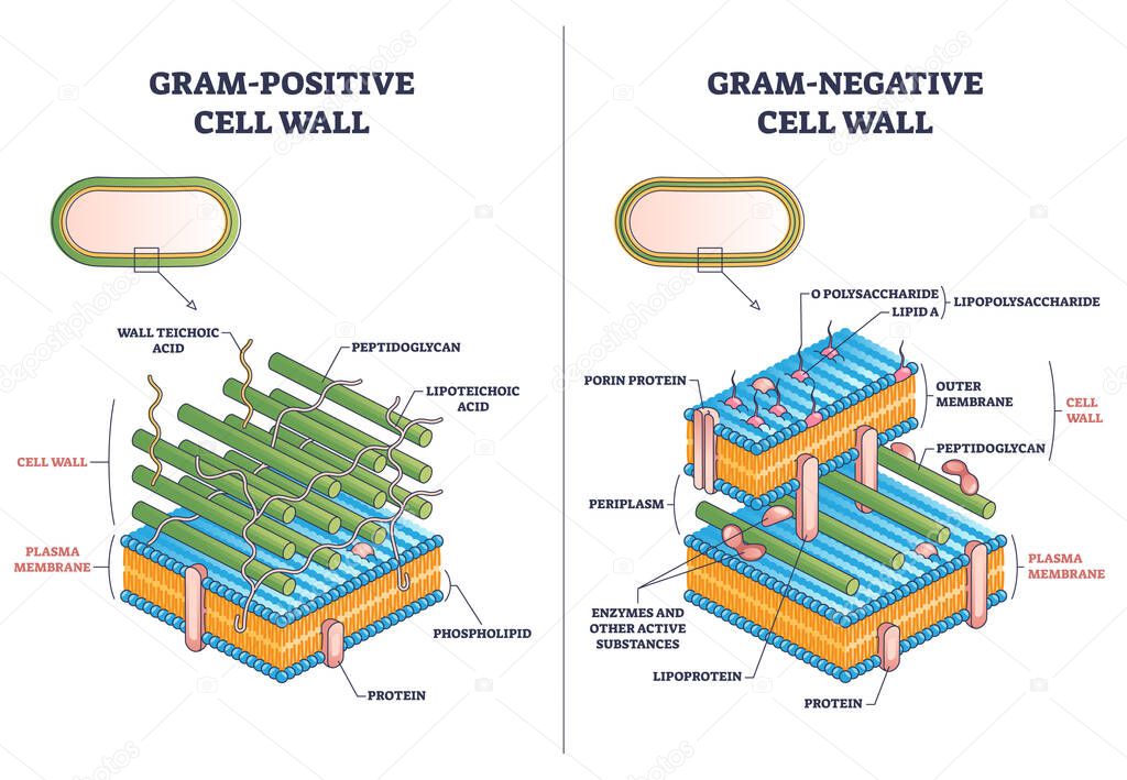 Gram positive versus negative cell wall structure differences outline ...