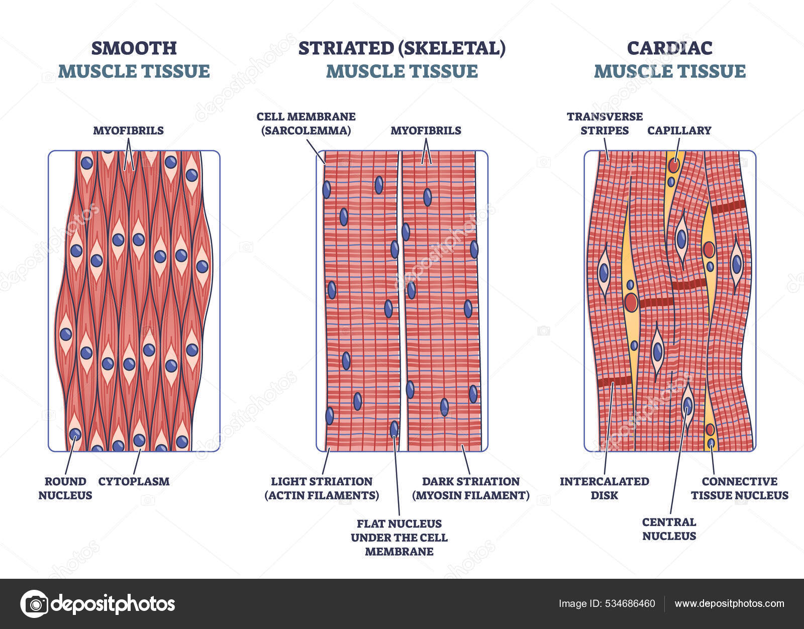 Spierweefsel Diagram Weefselleer Spieren | Biologielessen.nl