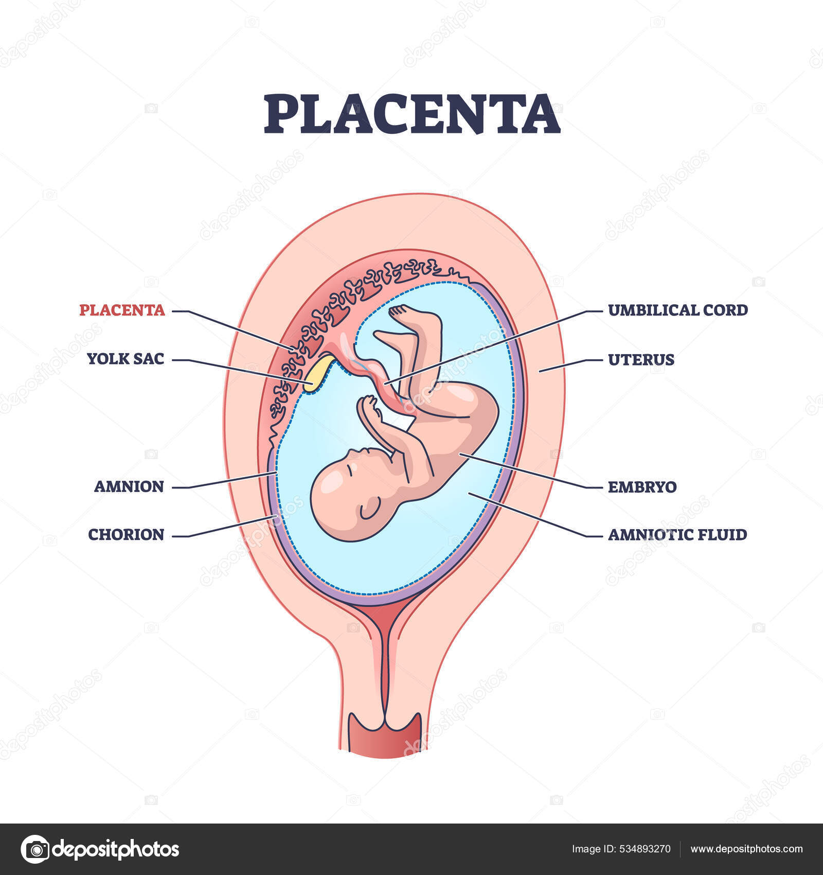 Estructura anatómica de la placenta con títulos de la parte interna del ...