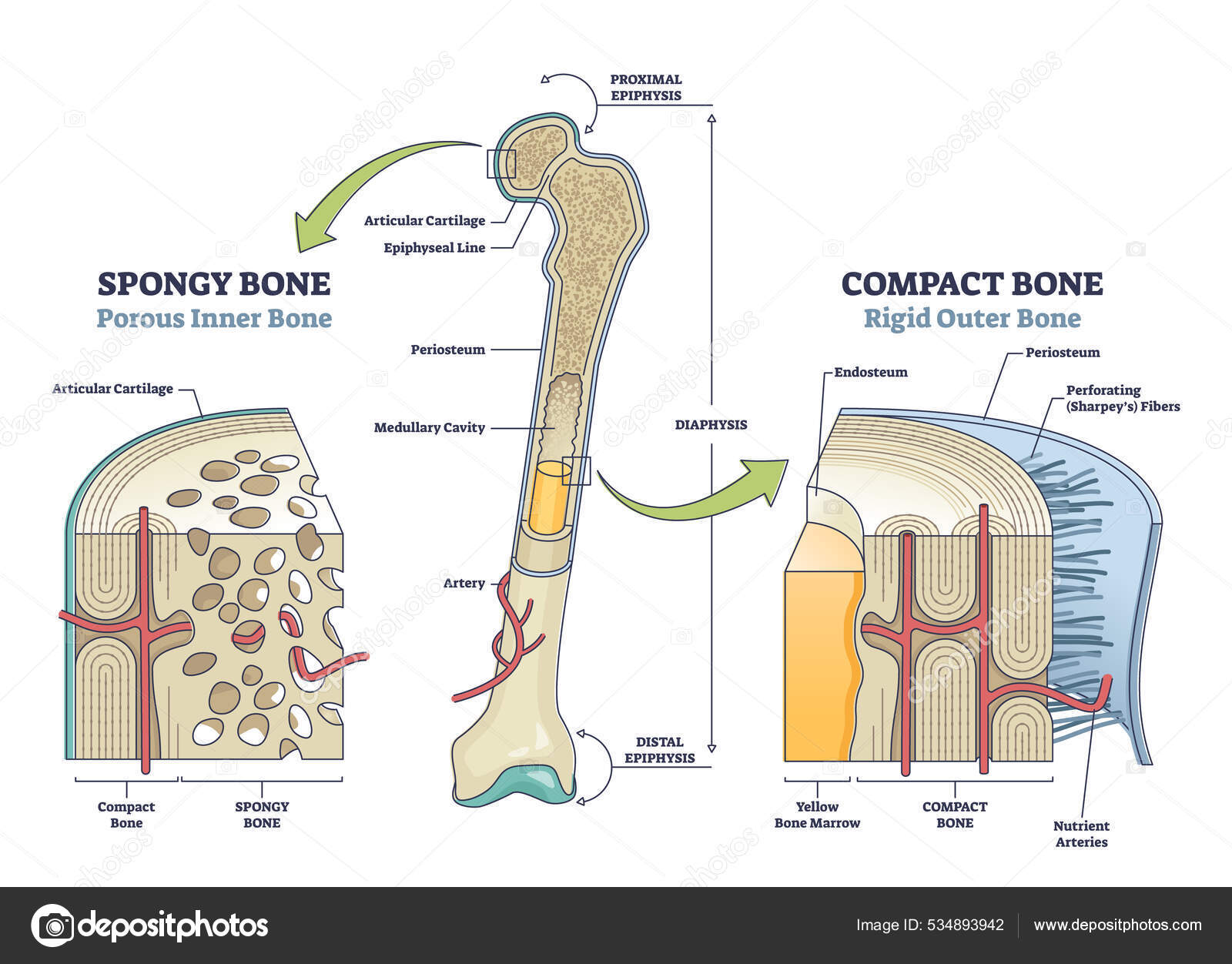 Spongy vs compact bone comparison with anatomical structure outline ...