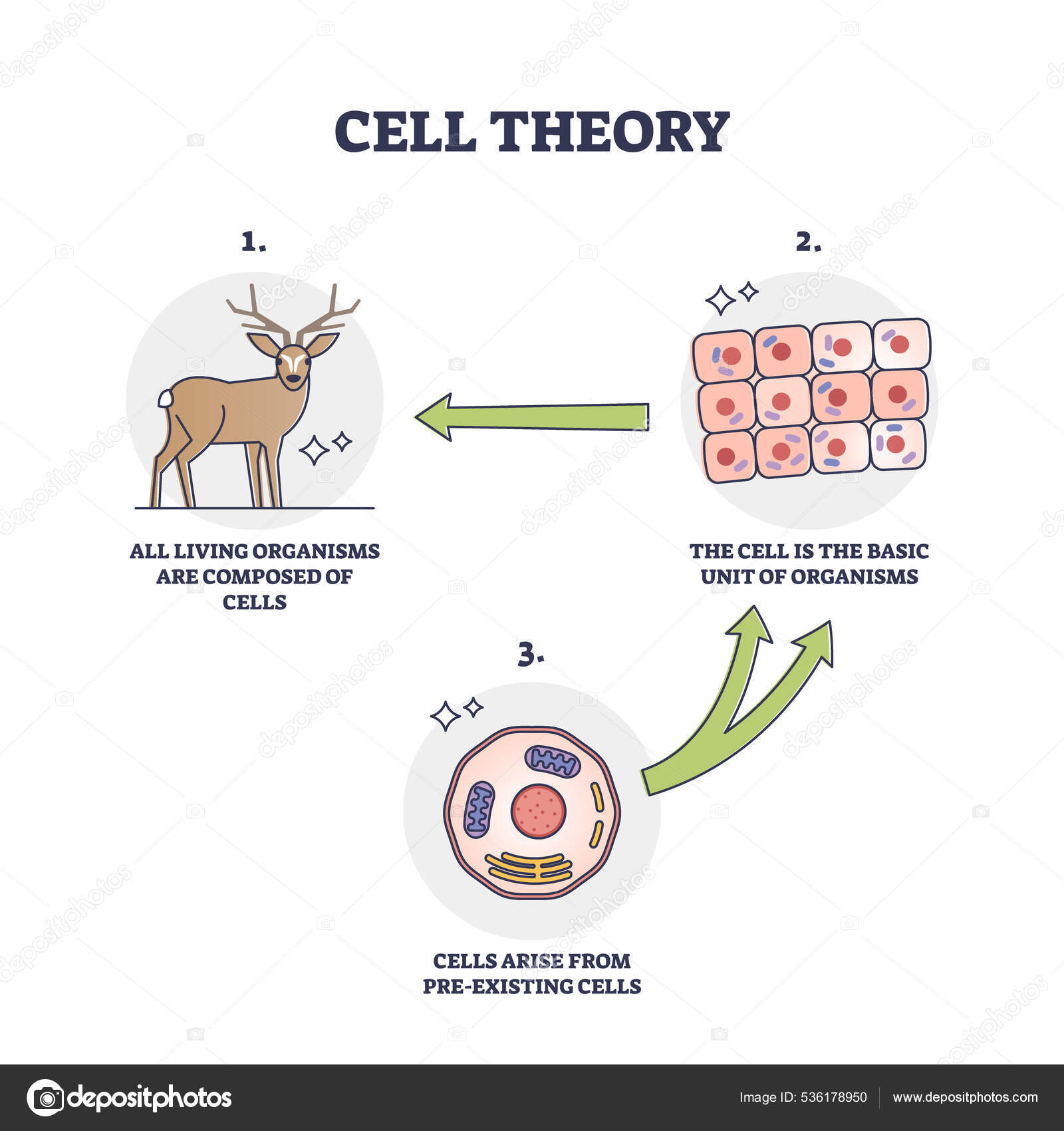Teoría celular para la evolución y diagrama de esquema de desarrollo de ...