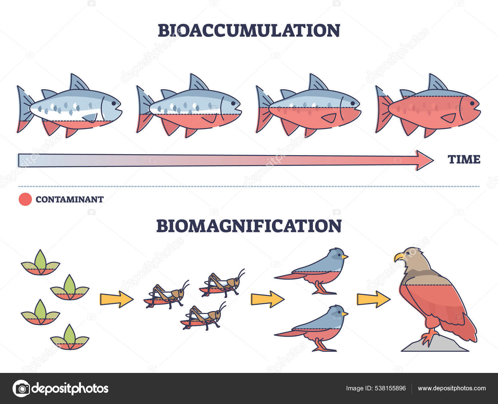 Bioaccumulation vs biomagnification toxic poisoning process outline ...