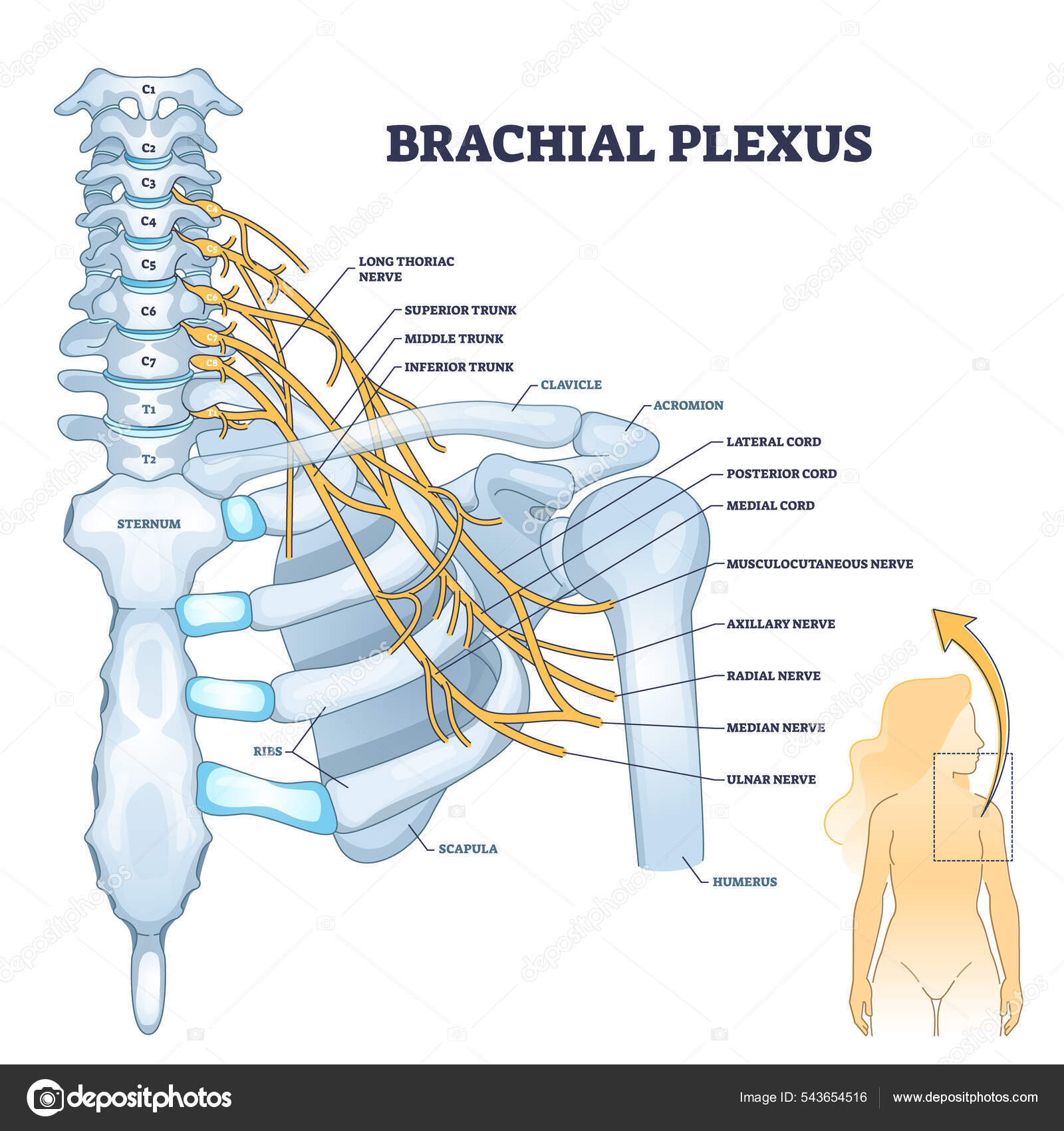 Anatomía Del Plexo Nervioso Plexo Cervical: Origen, Ramos,