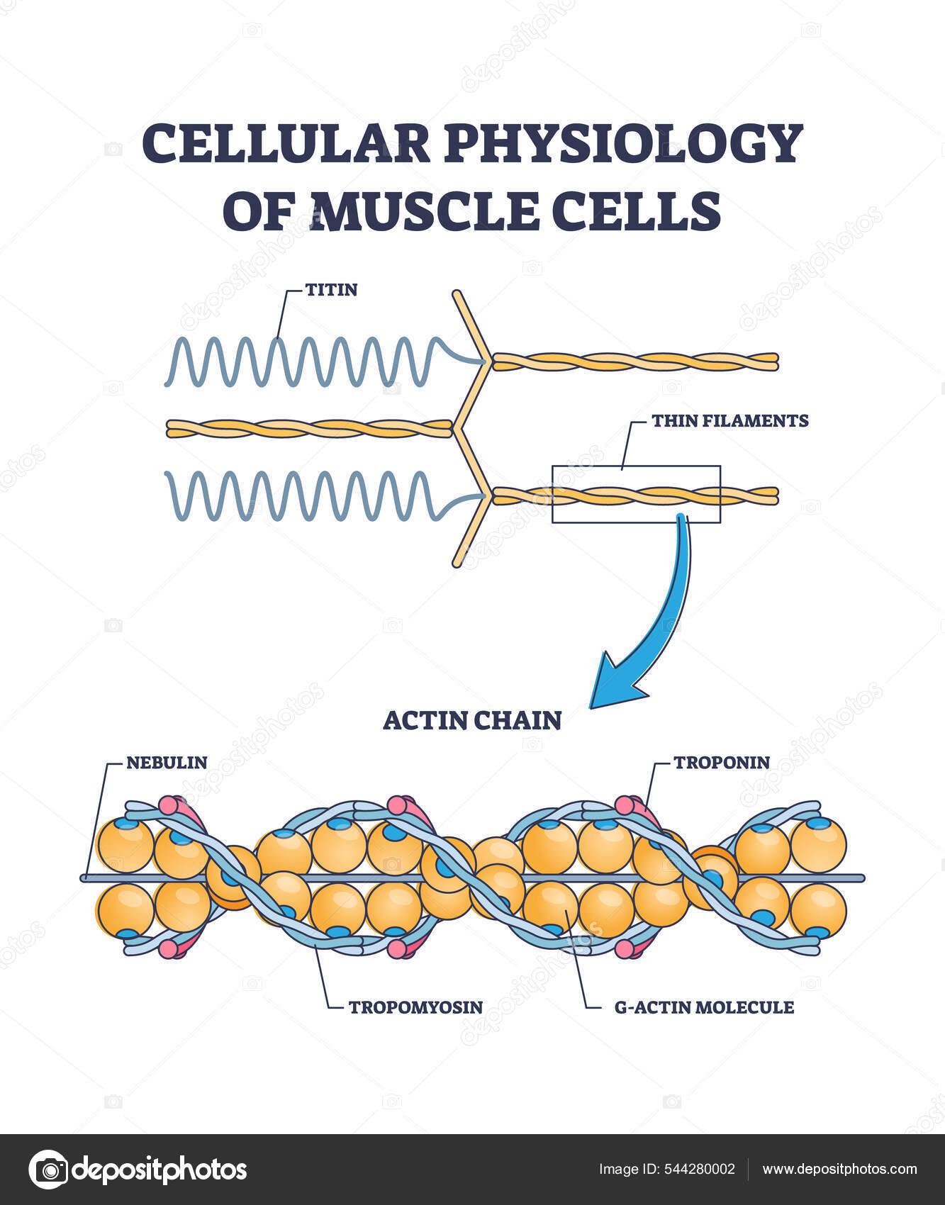 Muscle Cell Structure