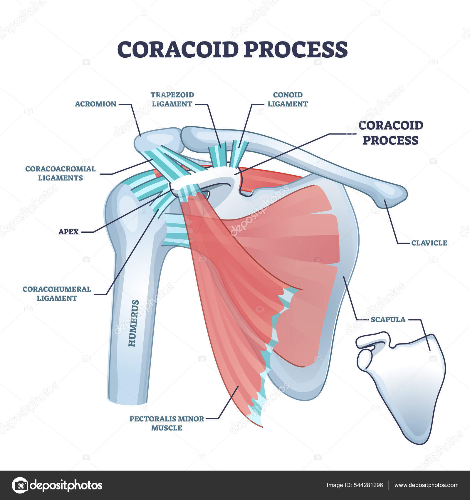 Proceso de coracoides con estructura ósea ósea anatómica diagrama de contorno Vector de stock ...