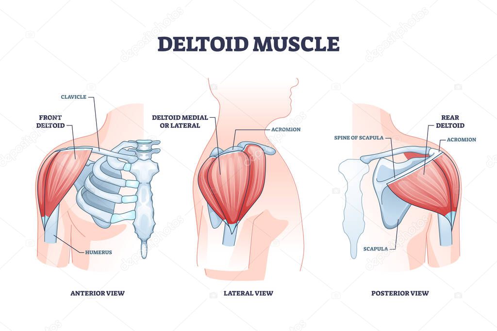 Deltoid muscle and skeletal shoulder anatomical structure outline ...
