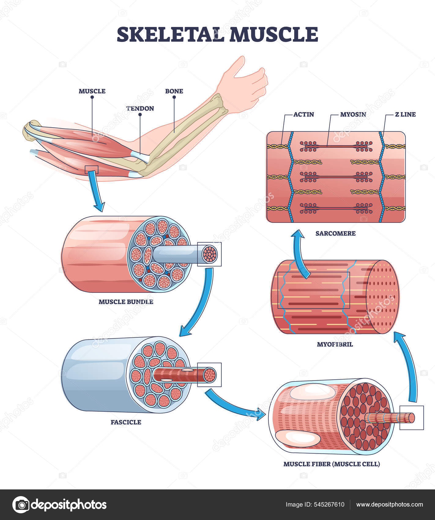 Skeletal muscle structure layers with anatomical closeups outline ... Skeletal muscle structure layers with anatomical closeups outline ...