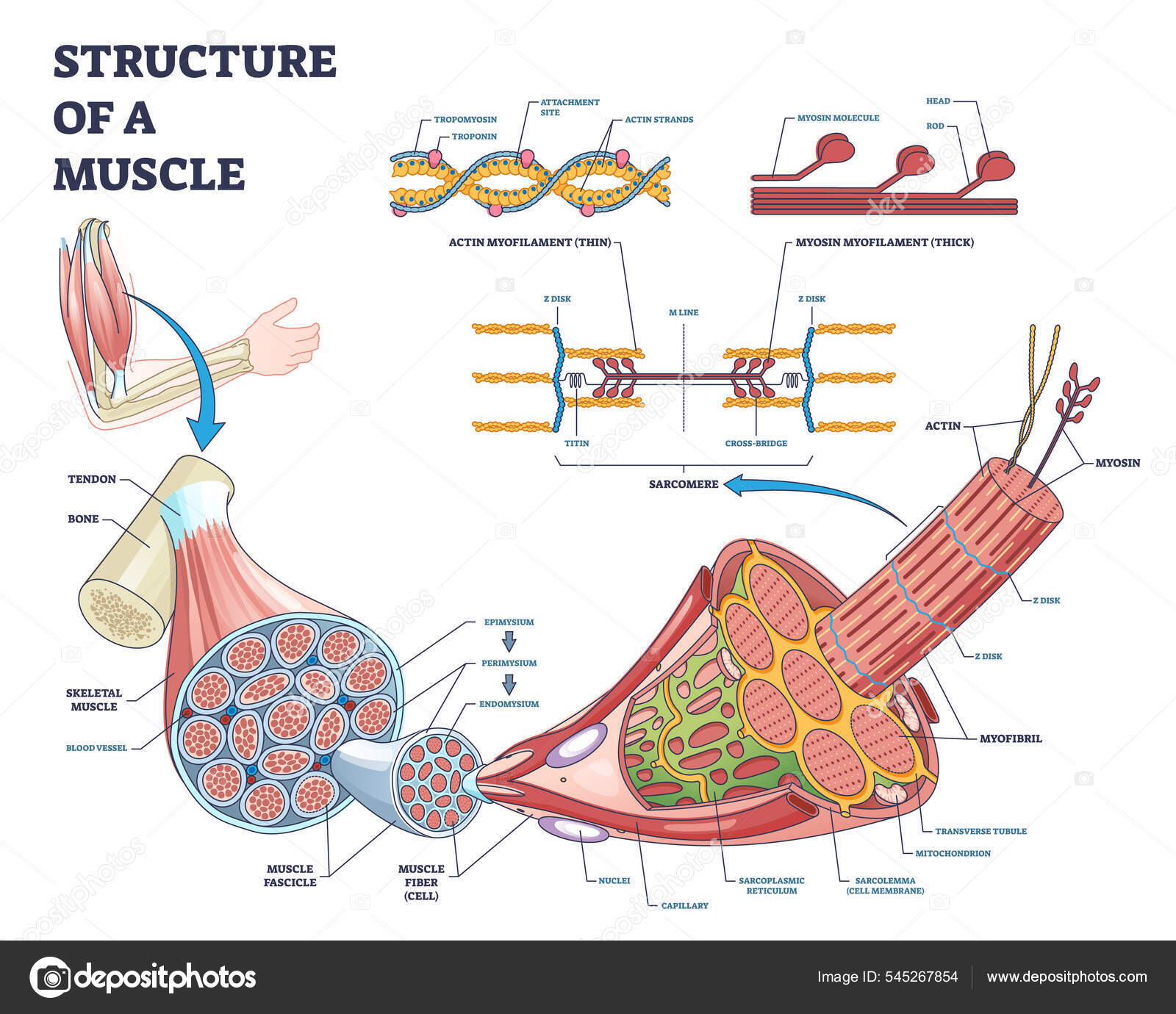 Structure of muscle with isolated myosin and actin closeup outline ...