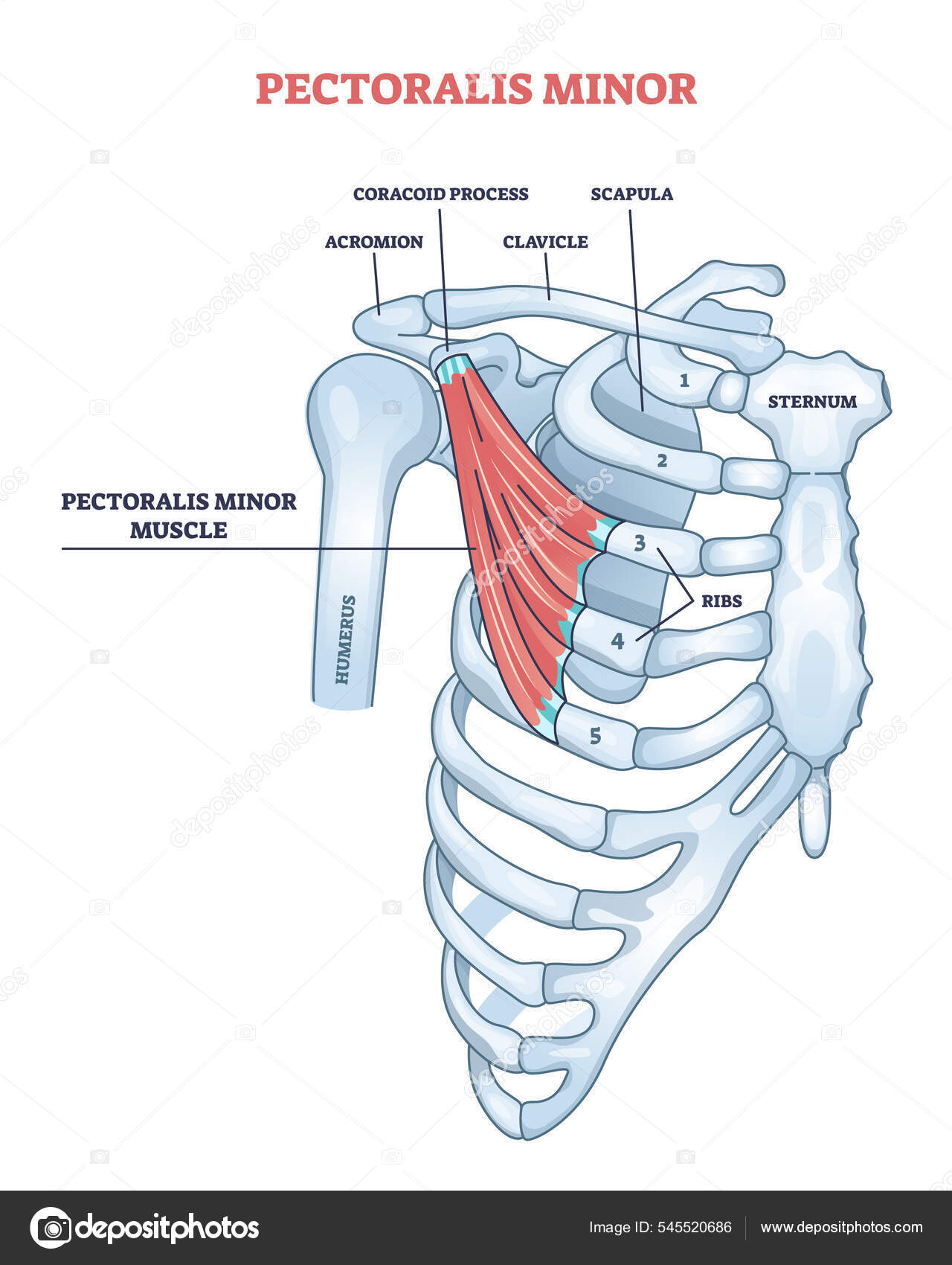 Diagrama De Anatomía Del Pecho Humano