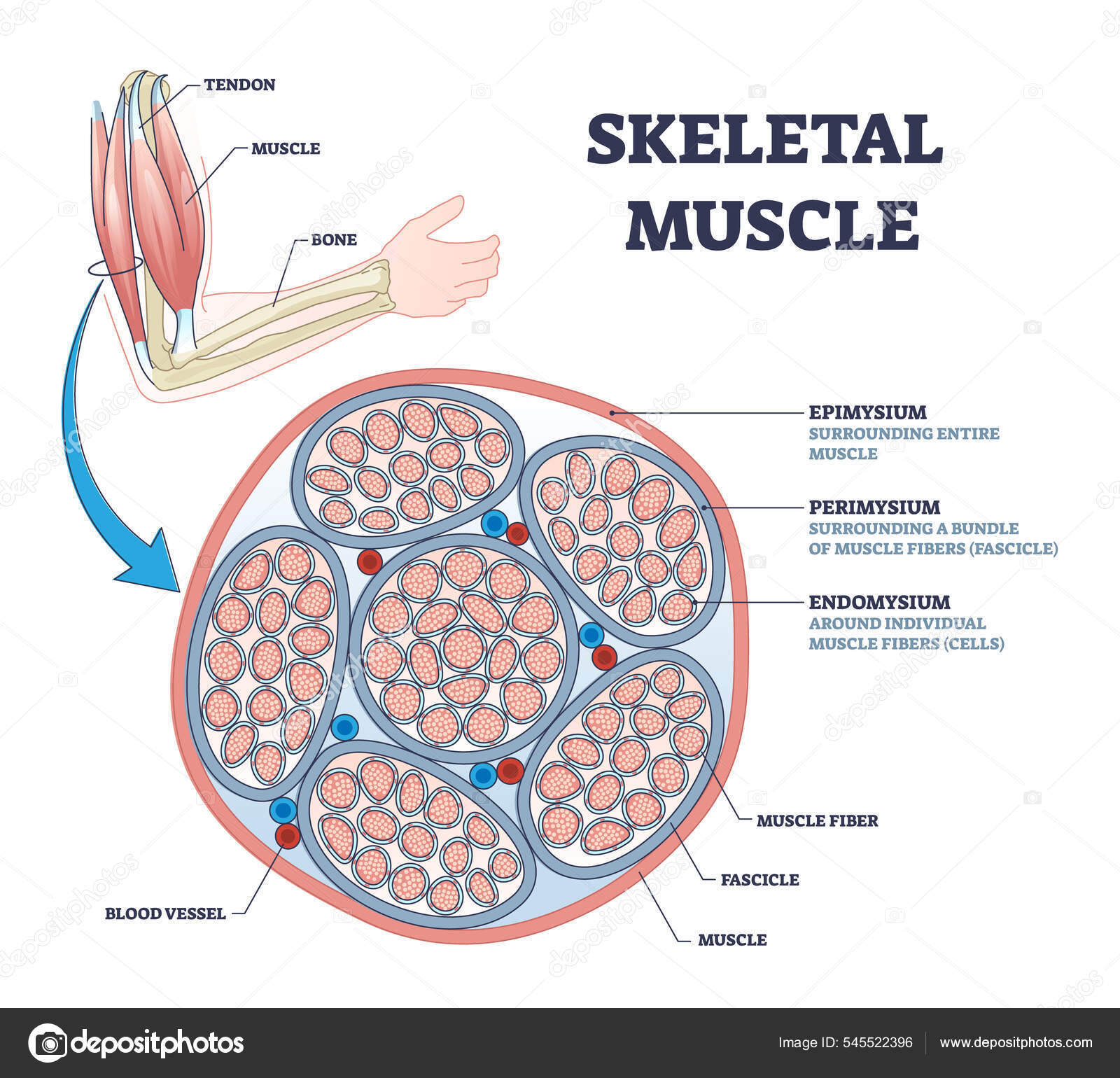 Image vectorielle Description du muscle squelettique avec diagramme de ...