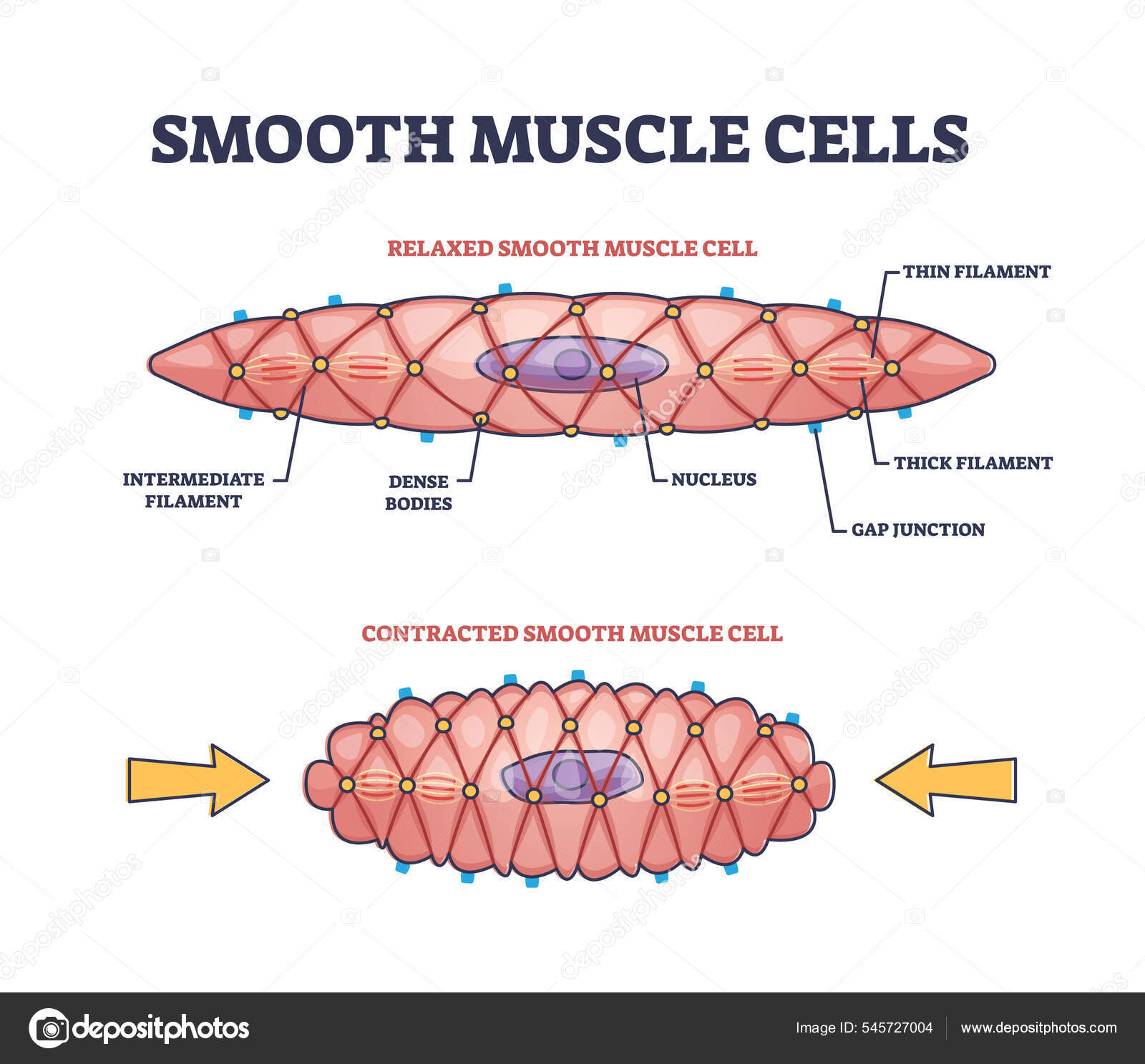 Células musculares lisas estructura anatómica descripción esquema ...