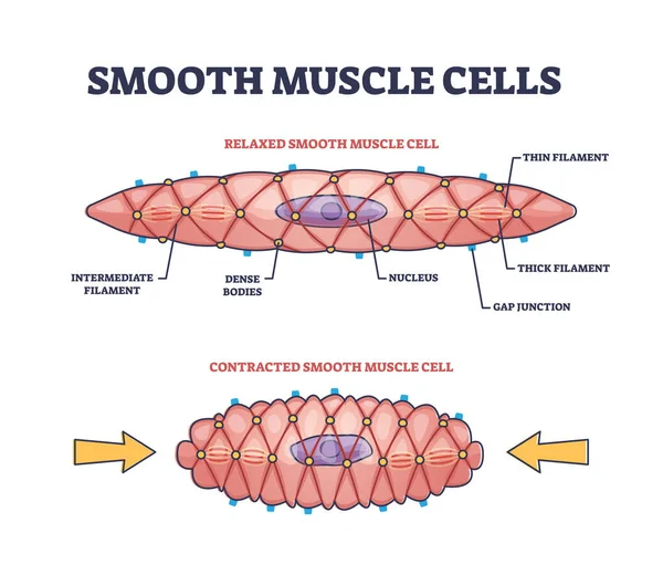 Células musculares lisas estructura anatómica descripción esquema ...