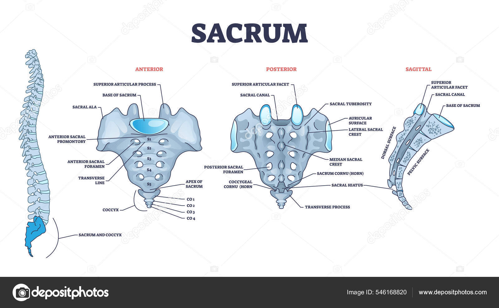 Sacrum Labeled