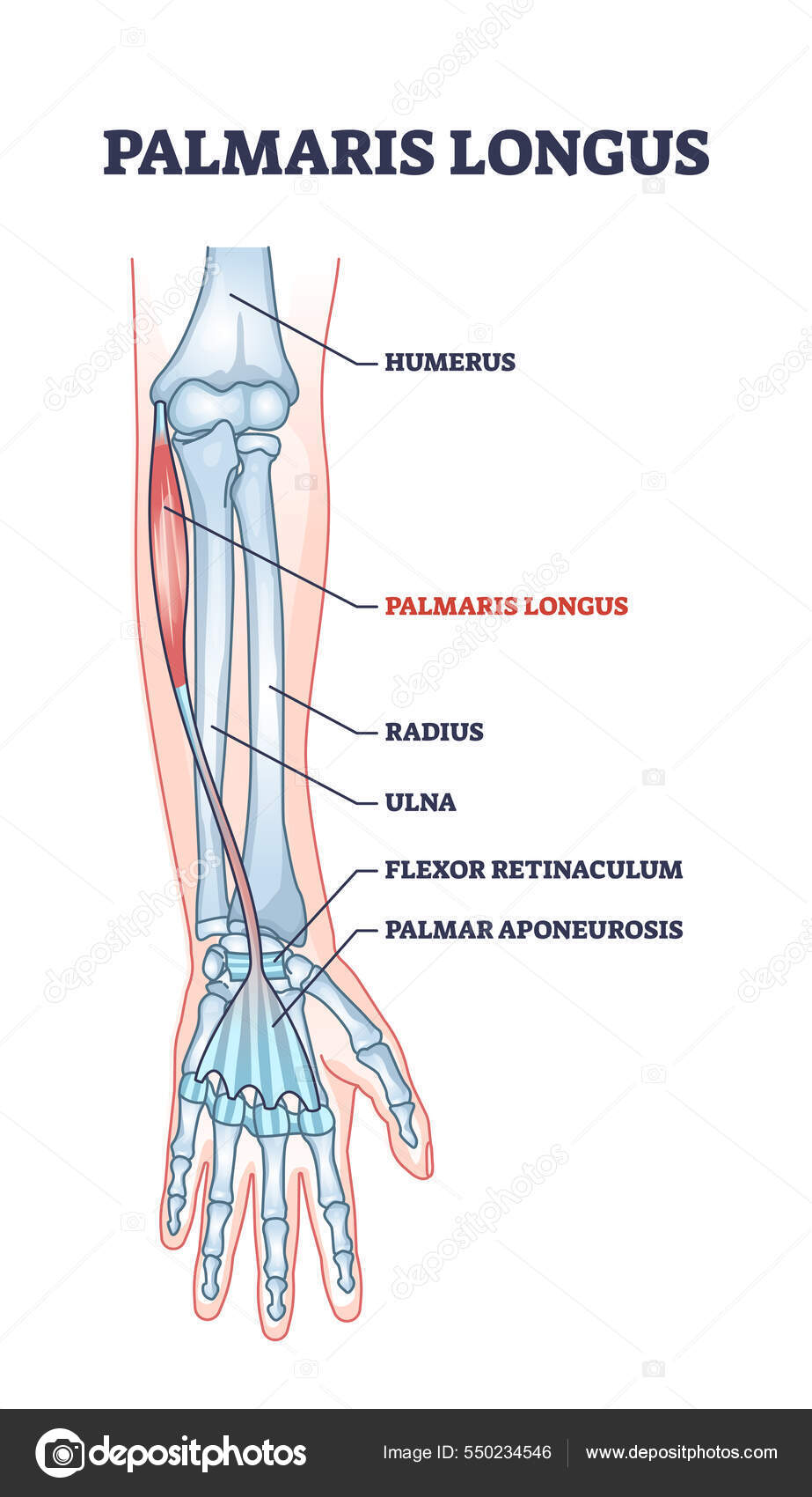 Diagrama De Ossos Do Braco