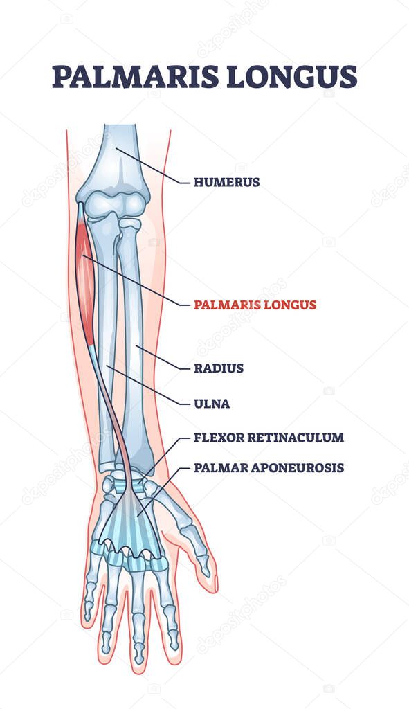 Palmaris longus Estructura esquelética y muscular para el diagrama del ...
