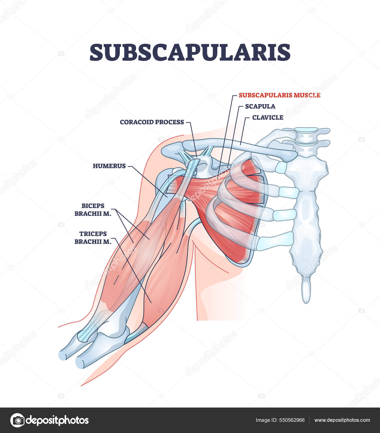 Subscapularis Muscle Muscles Of The Body And Thier Actions Flashcards