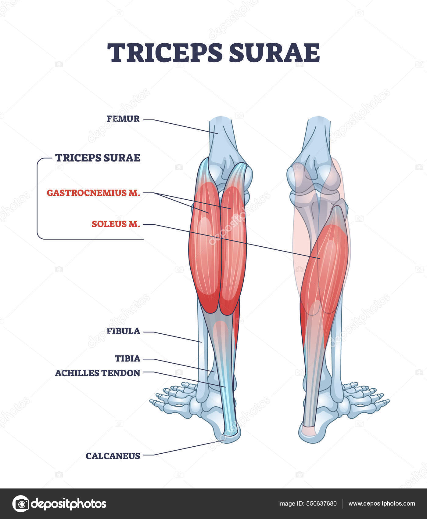 Triceps surae met gastrocnemius en soleus beenspieren schema ...