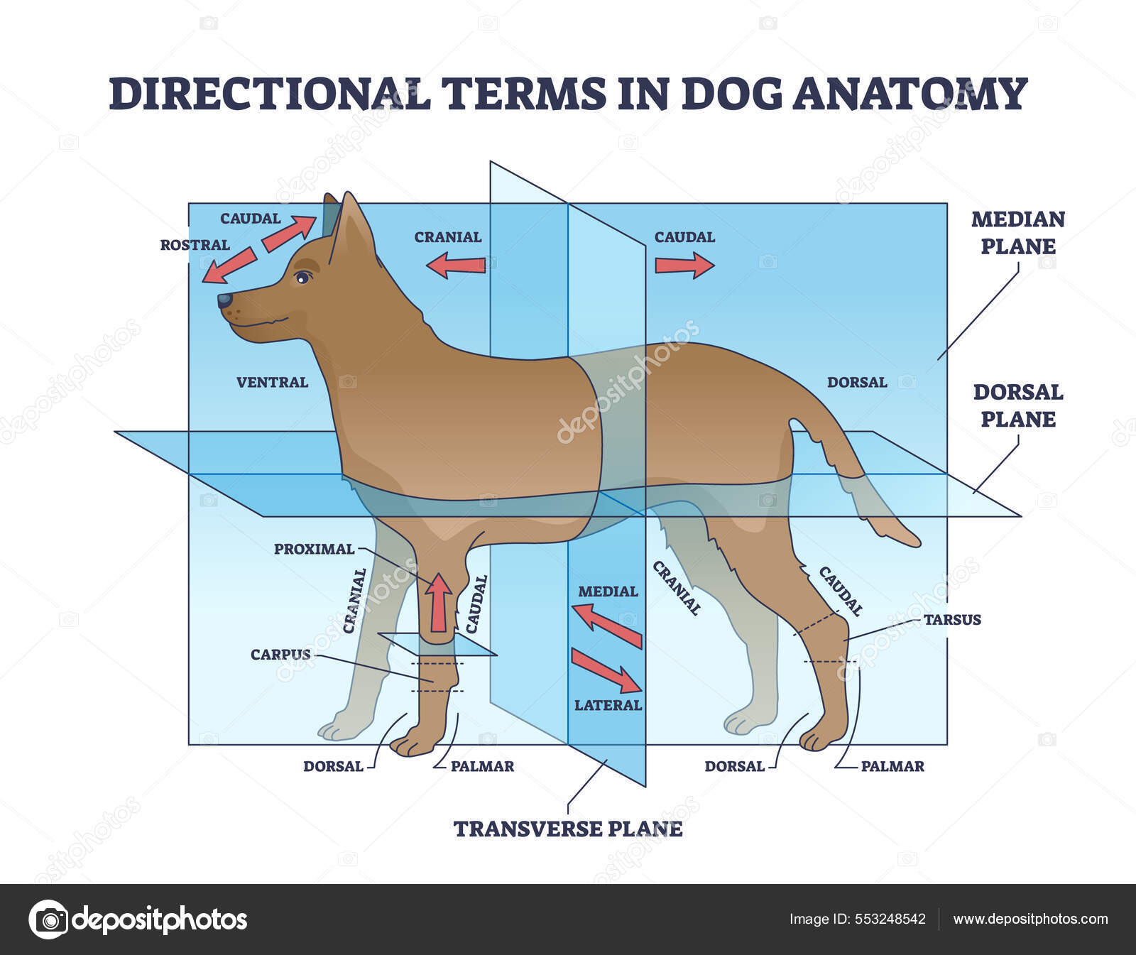 Directional terms in dog anatomy with animal sides division outline ...