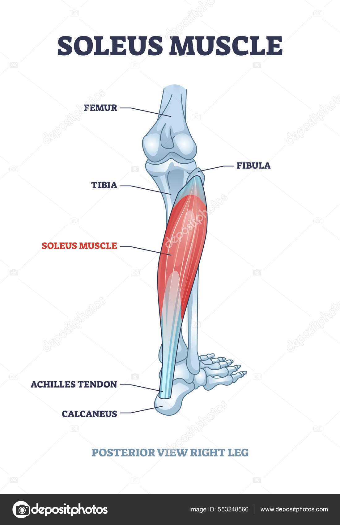 Diagrama De Perna Humana Público Alvo E Personas: Quais As