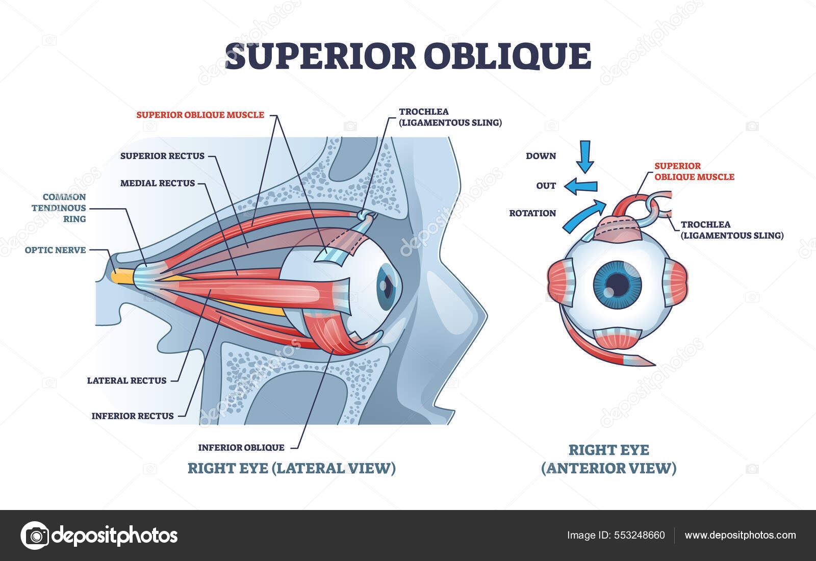 Recto Superior Del Ojo