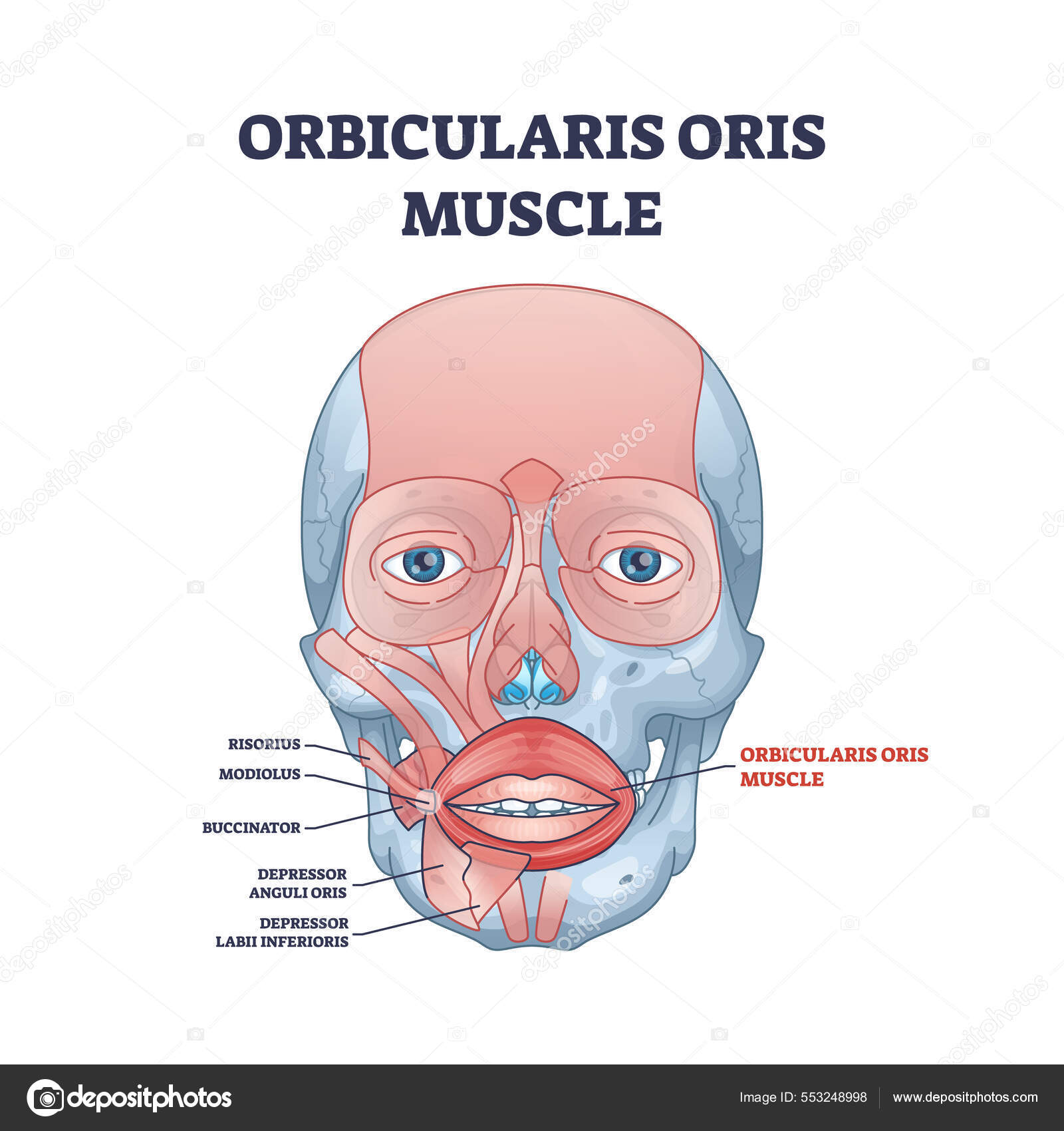 Orbicularis oris muscular como labios y boca diagrama de contorno del ...