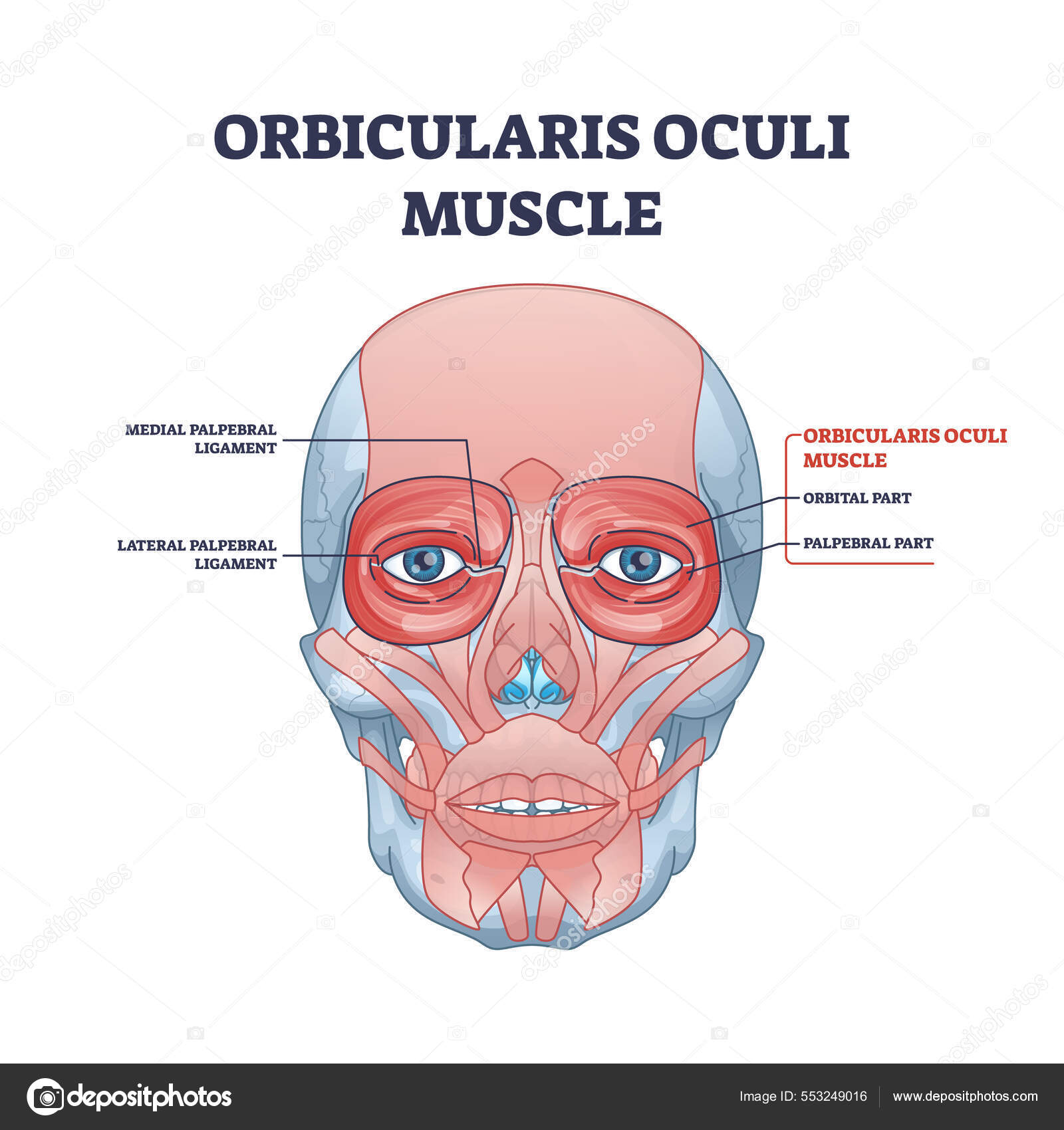 Orbicularis oculi sval jako obličejový svalový systém pro obrys víček ...