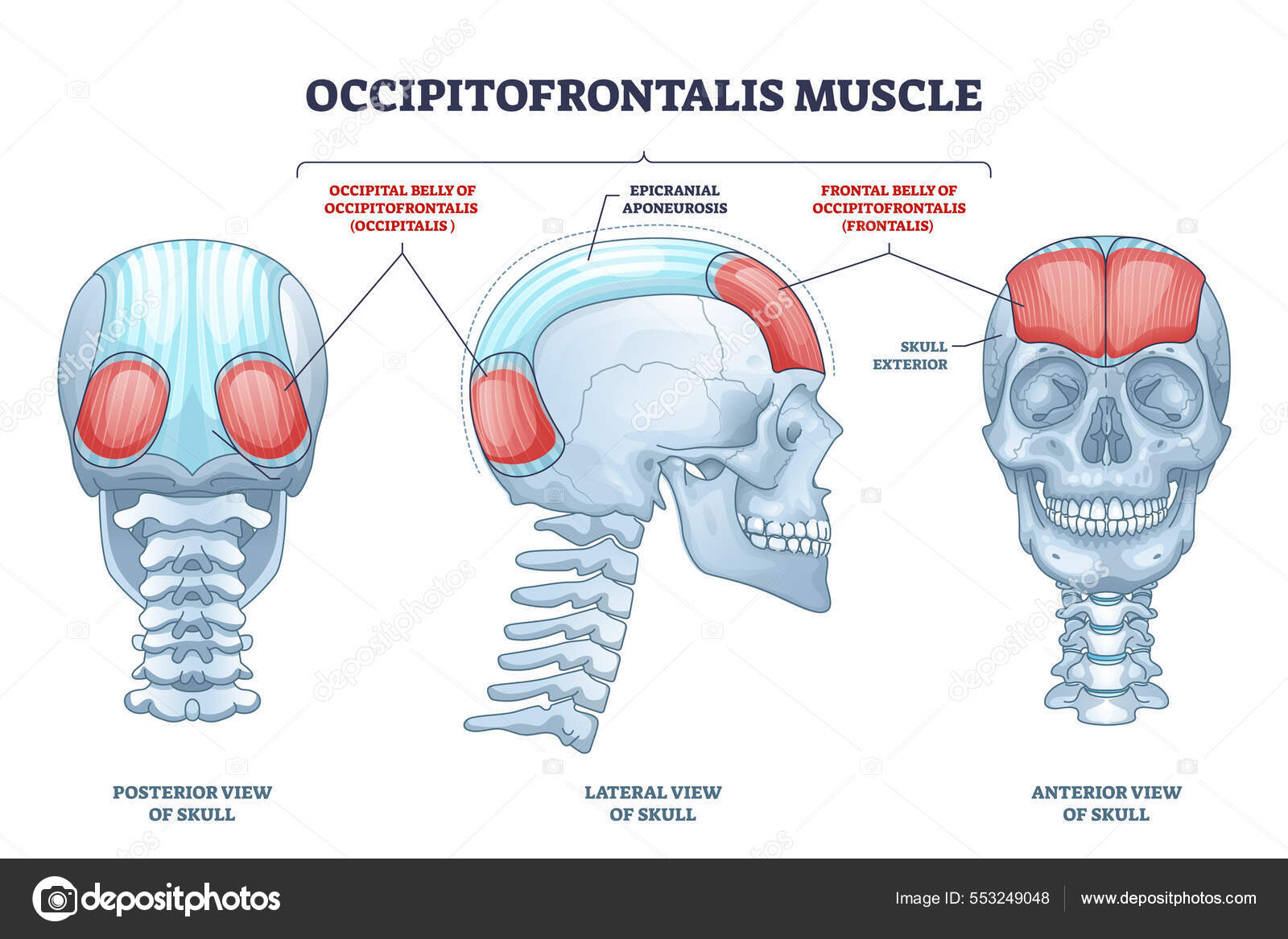 Músculo Occipitofrontalis como diagrama de contorno do sistema muscular ...