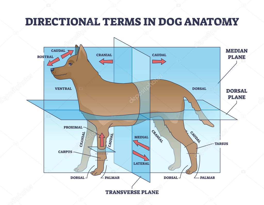 Términos direccionales en anatomía del perro con diagrama de contorno ...