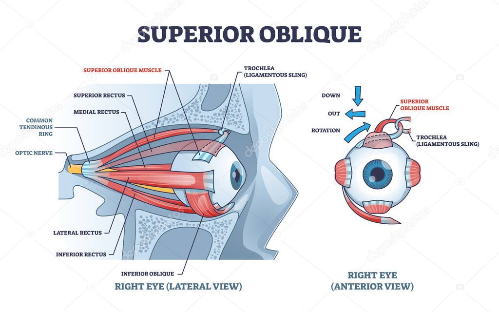 Músculo oblicuo superior con ojo humano diagrama de contorno de ...