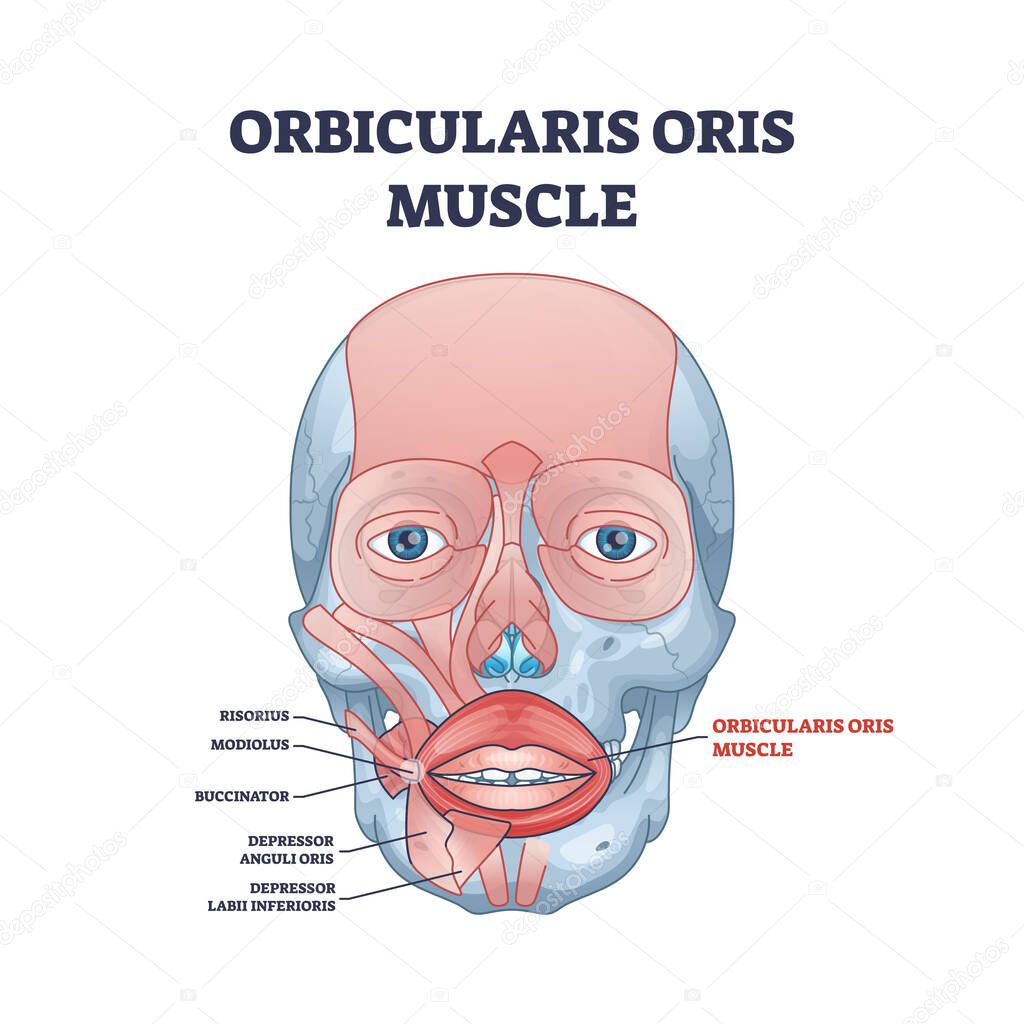 Orbicularis oris muscular como labios y boca diagrama de contorno del ...
